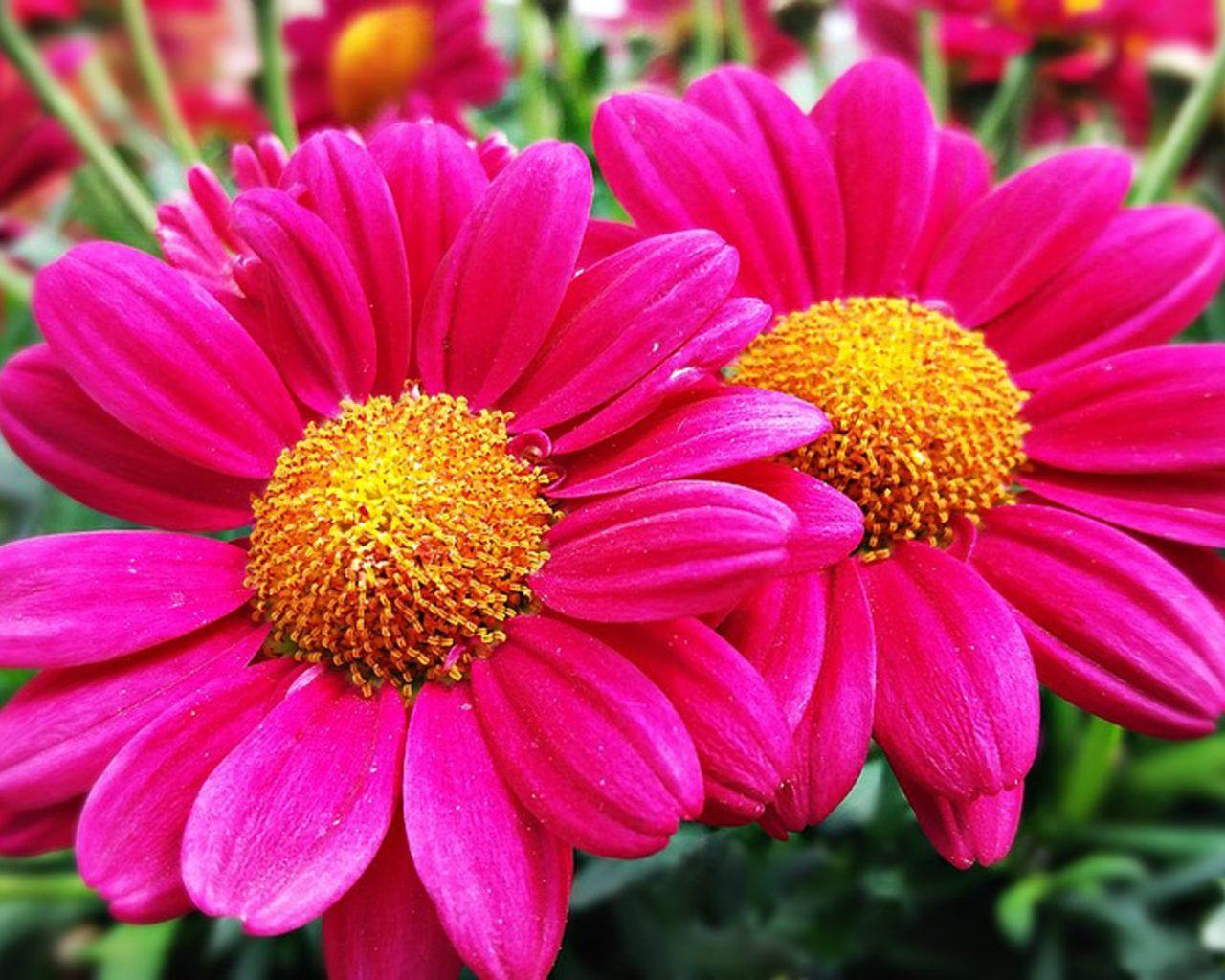 Magenta Roses Wallpapers - Top Free Magenta Roses Backgrounds ...