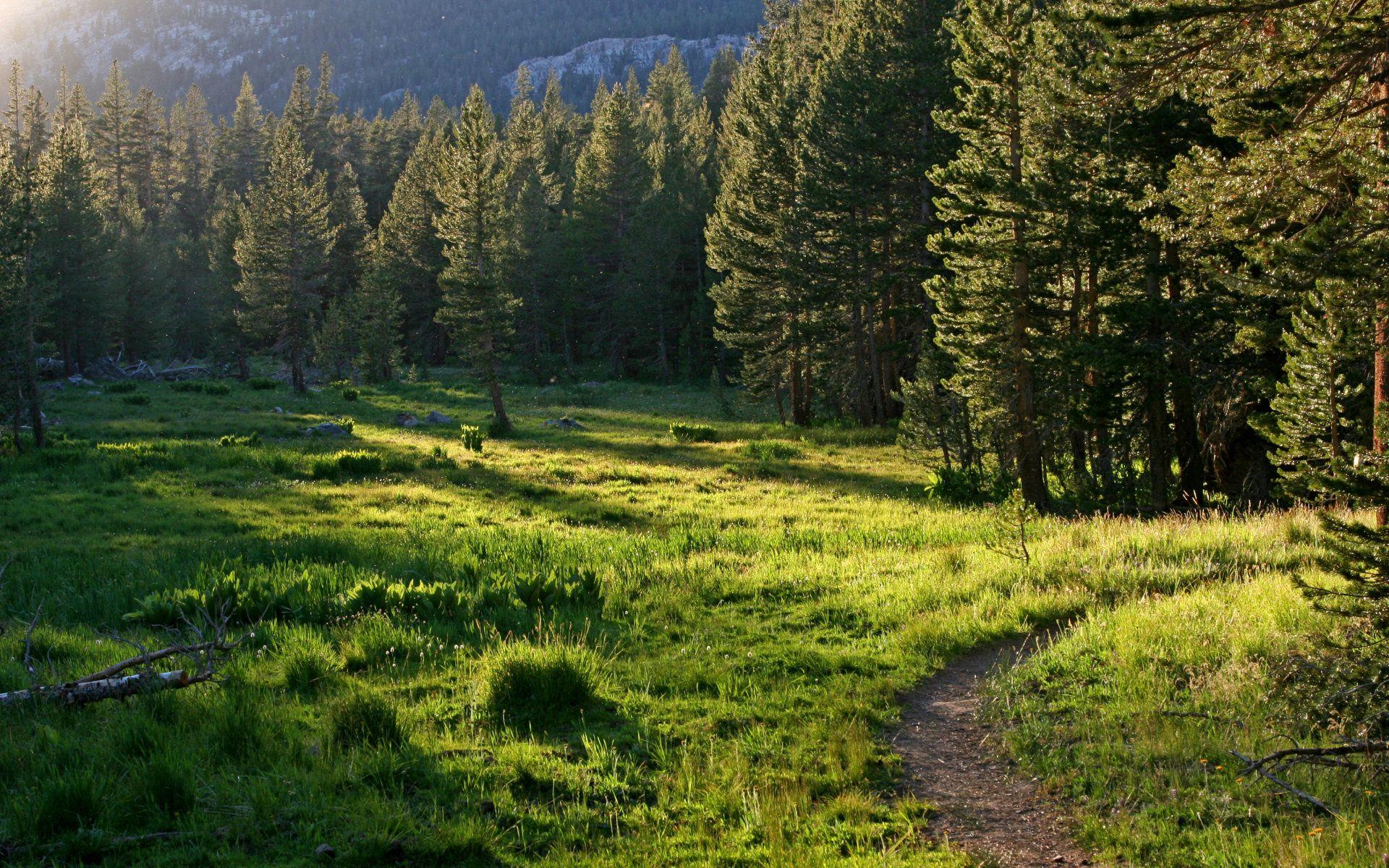 Forest Hiking Wallpapers - Top Free Forest Hiking Backgrounds ...