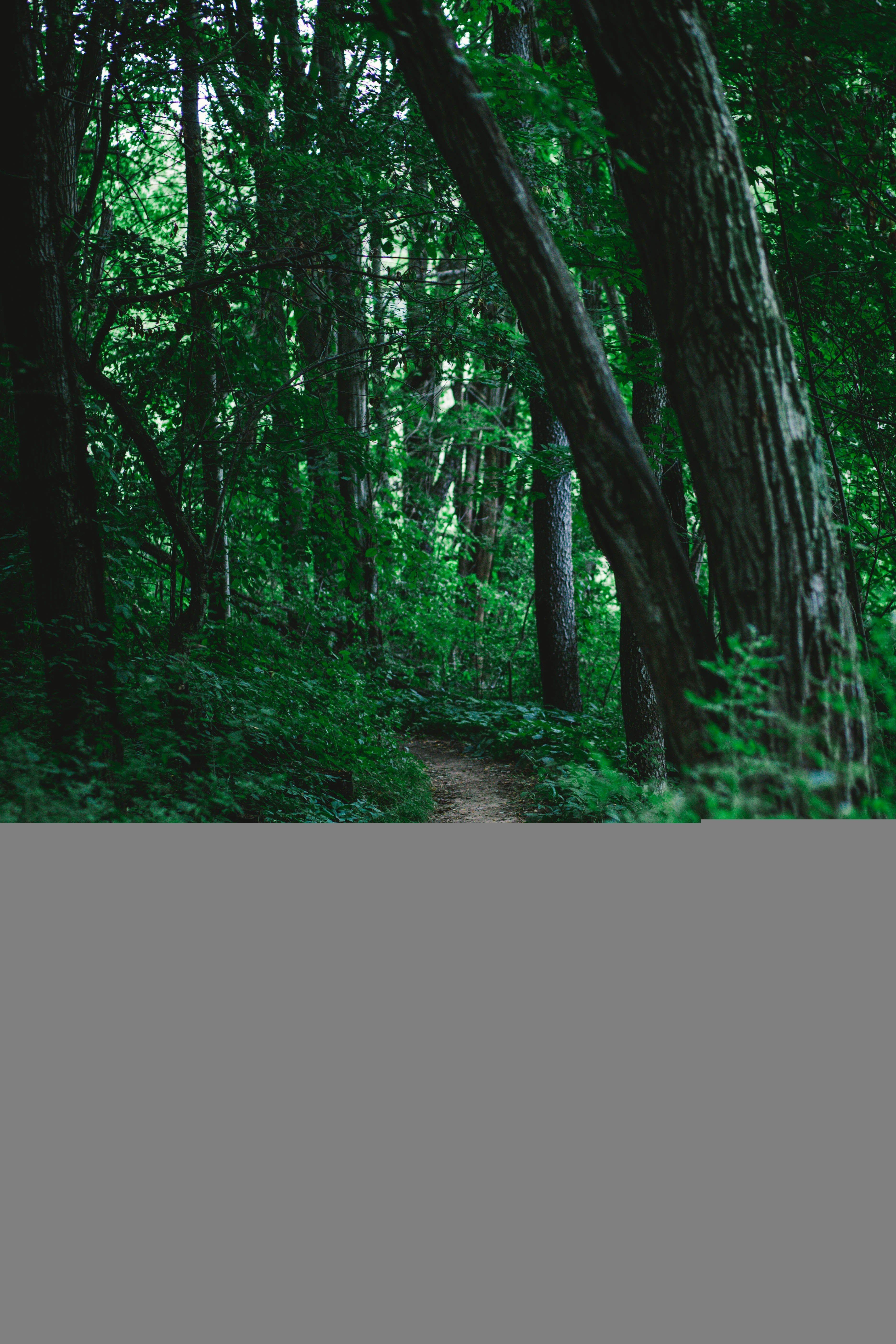 Forest Hiking Wallpapers - Top Free Forest Hiking Backgrounds ...