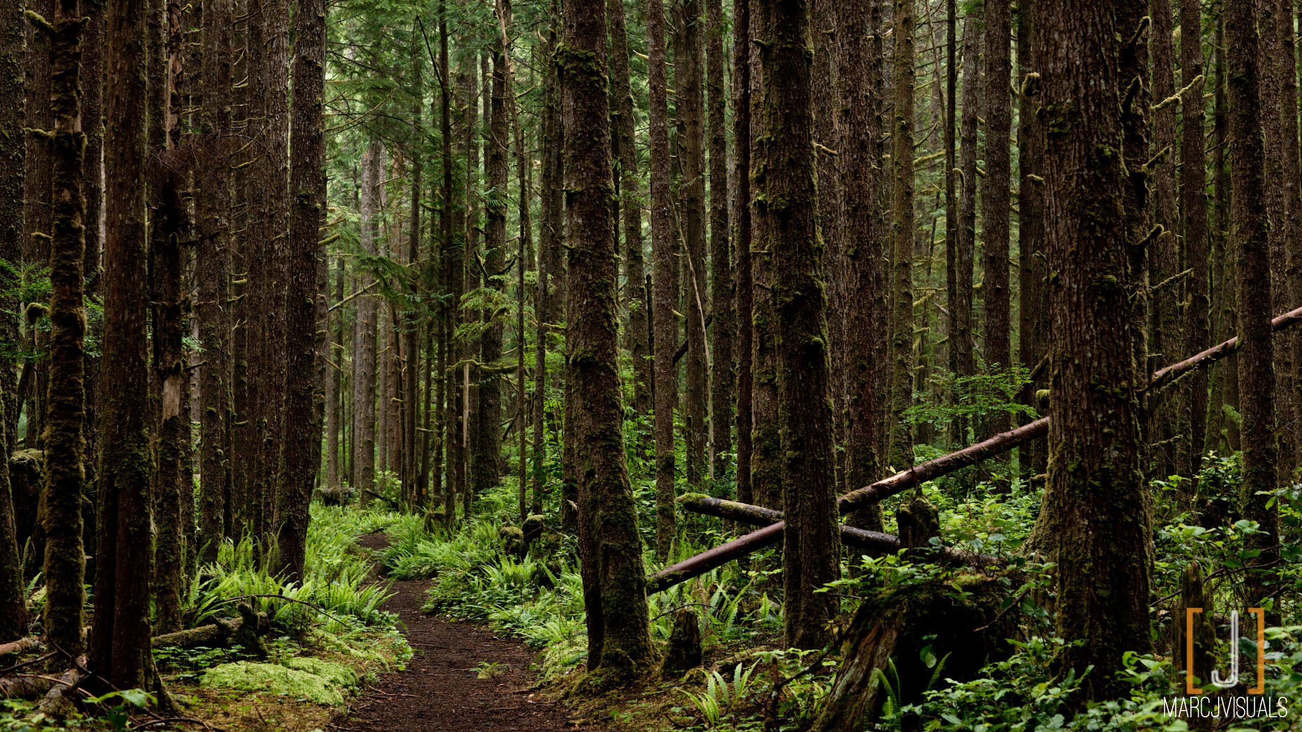 Hiking Trail Wallpapers - Top Free Hiking Trail Backgrounds ...