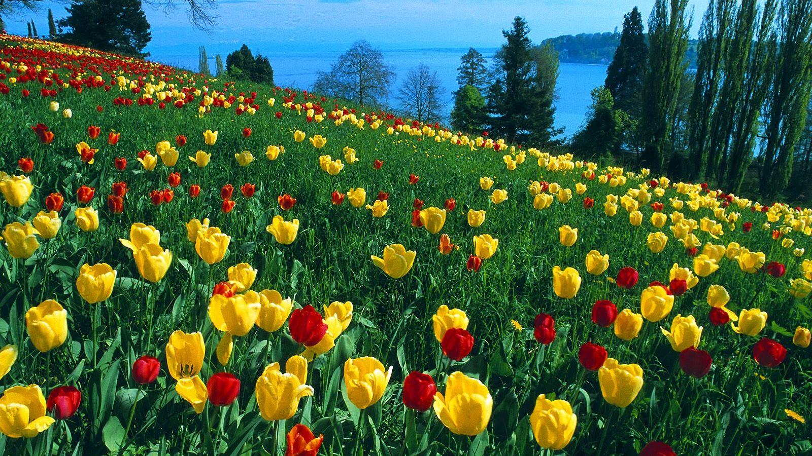 Very Nice Wallpapers - Top Free Very Nice Backgrounds - WallpaperAccess