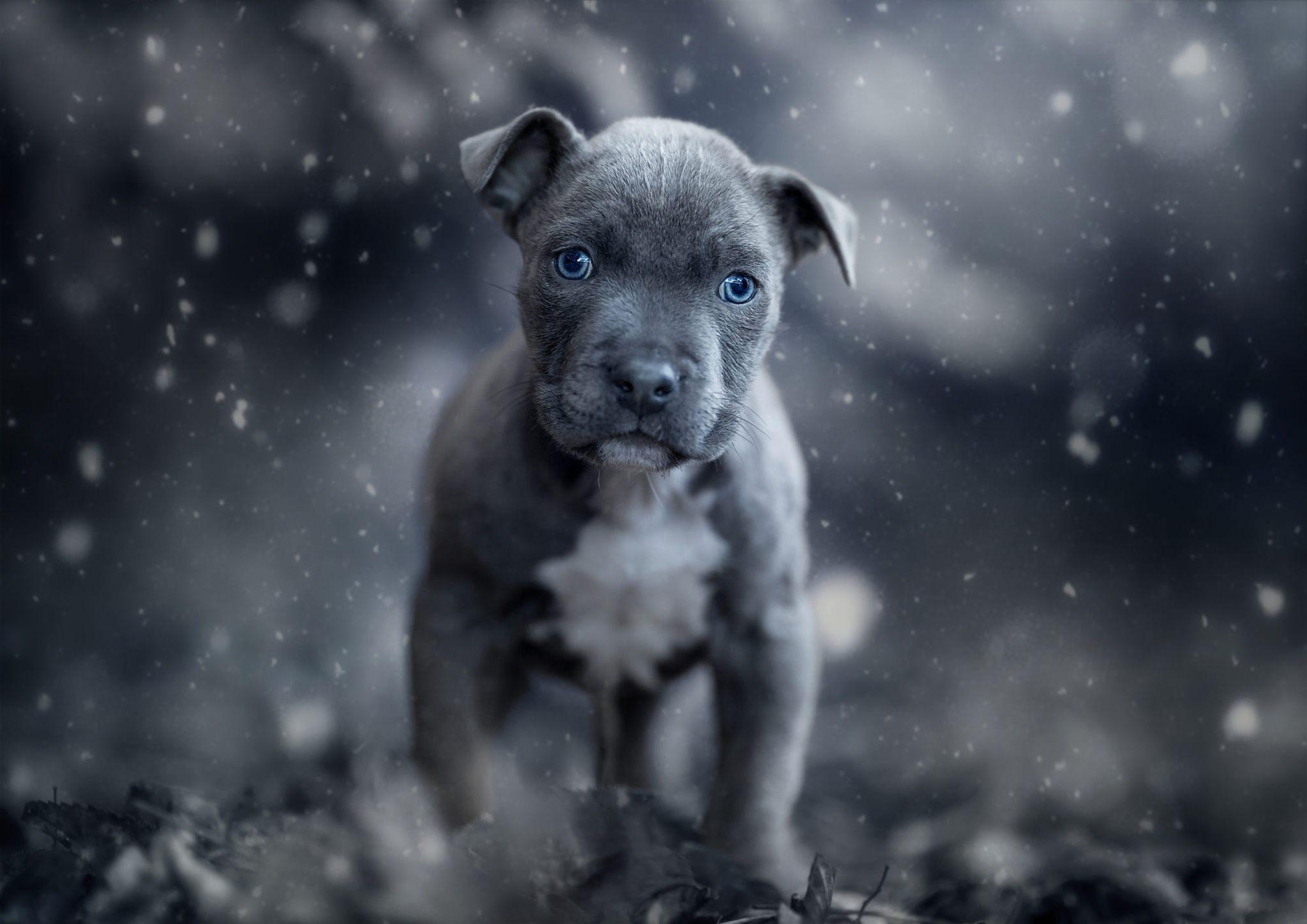 Pitbull Dog Wallpapers - Top Free Pitbull Dog Backgrounds - WallpaperAccess
