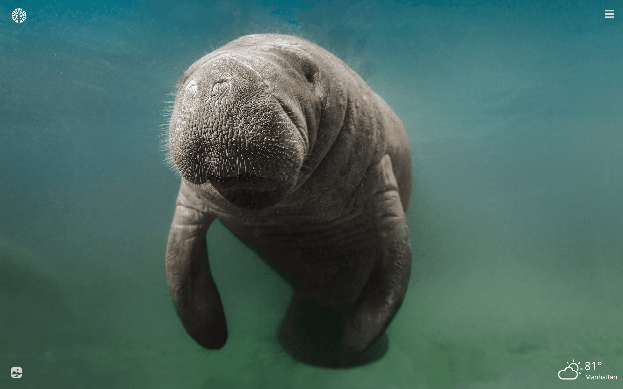 Manatee HD Wallpapers - Top Free Manatee HD Backgrounds - WallpaperAccess