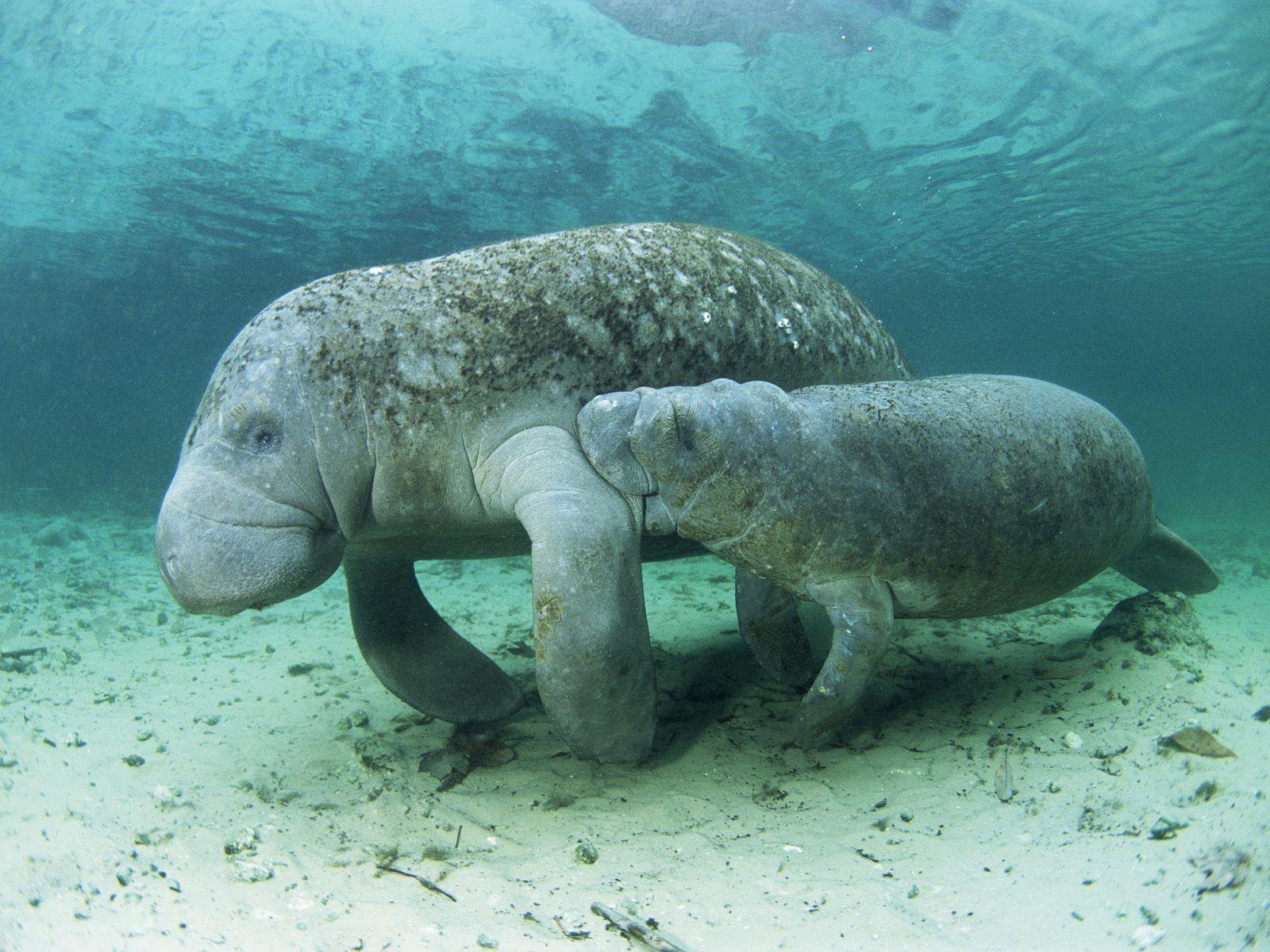 Manatee HD Wallpapers - Top Free Manatee HD Backgrounds - WallpaperAccess