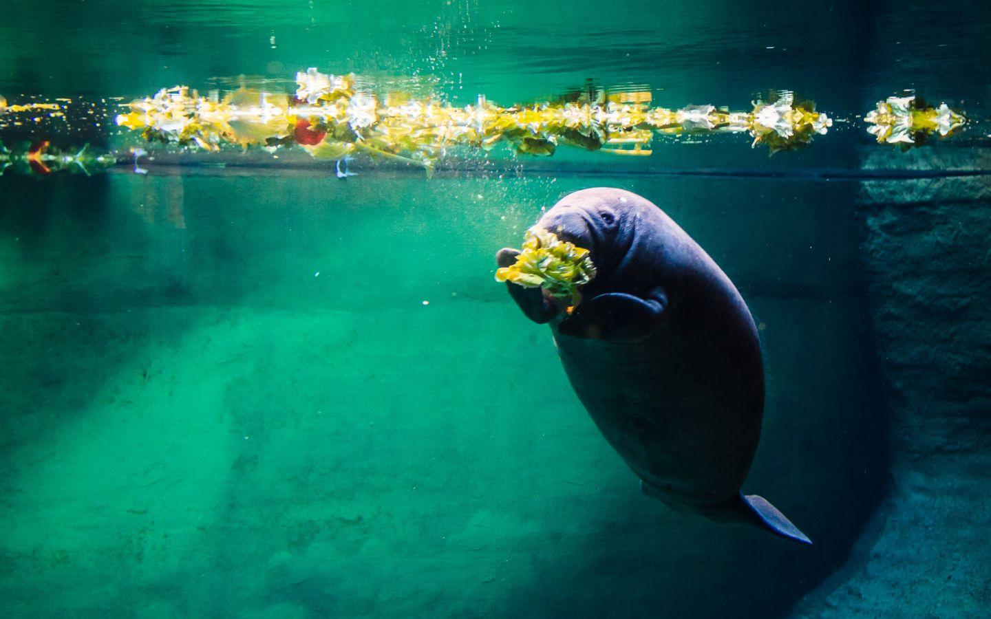 Manatee HD Wallpapers - Top Free Manatee HD Backgrounds - WallpaperAccess