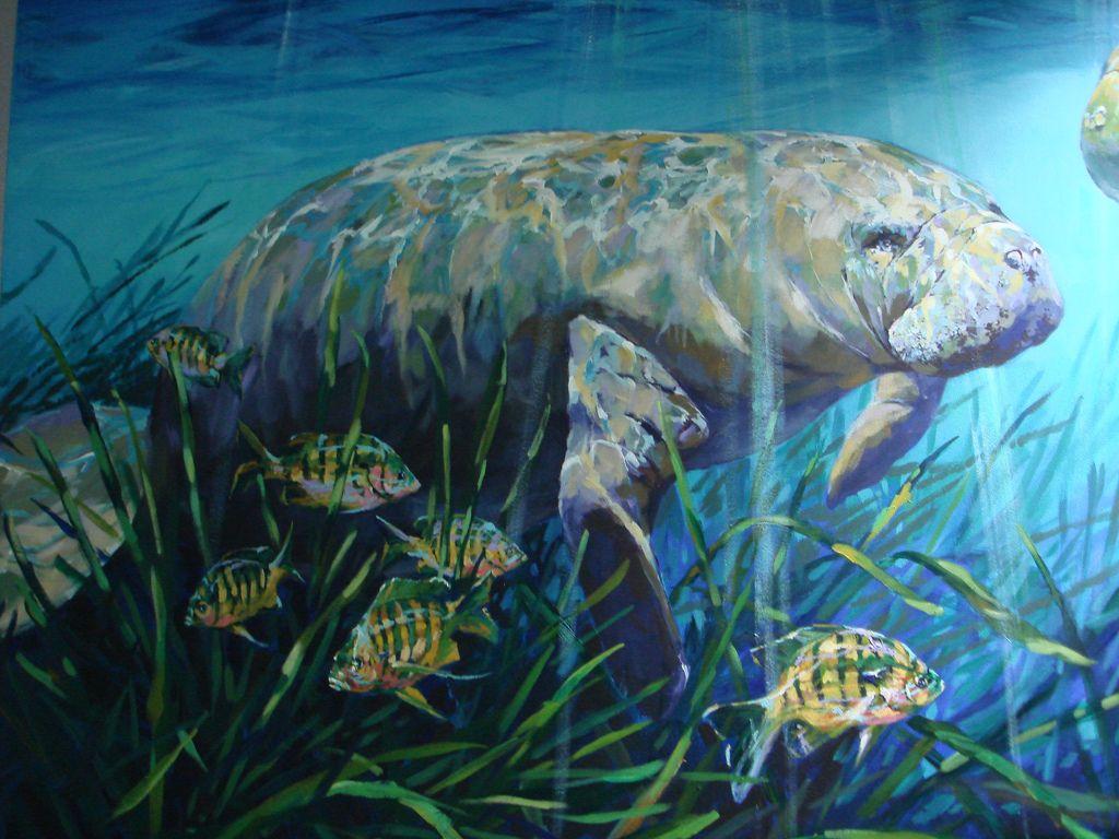 Manatee HD Wallpapers - Top Free Manatee HD Backgrounds - WallpaperAccess