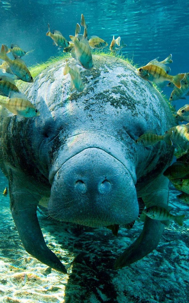 Manatee HD Wallpapers - Top Free Manatee HD Backgrounds - WallpaperAccess