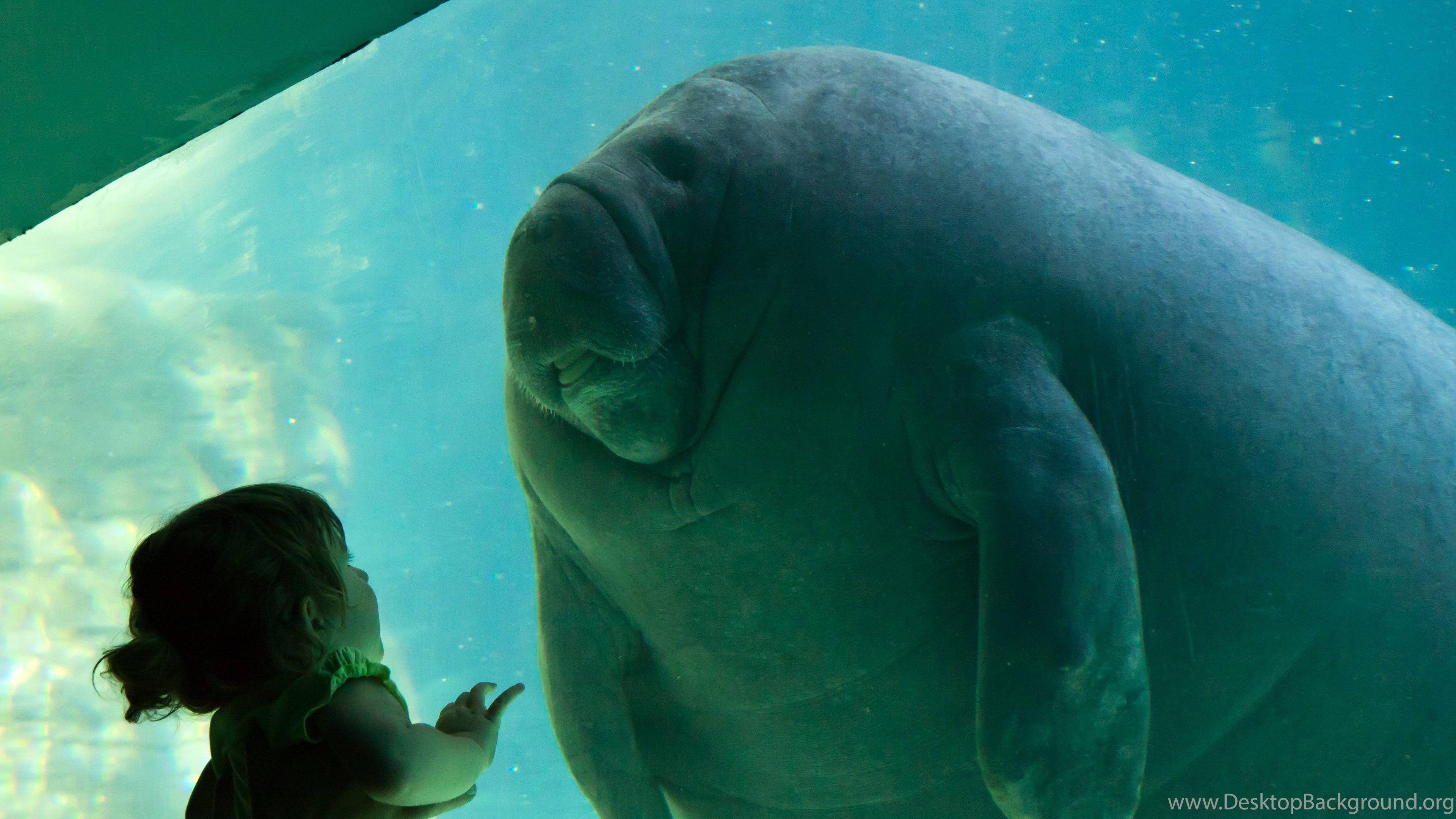 Manatee HD Wallpapers - Top Free Manatee HD Backgrounds - WallpaperAccess