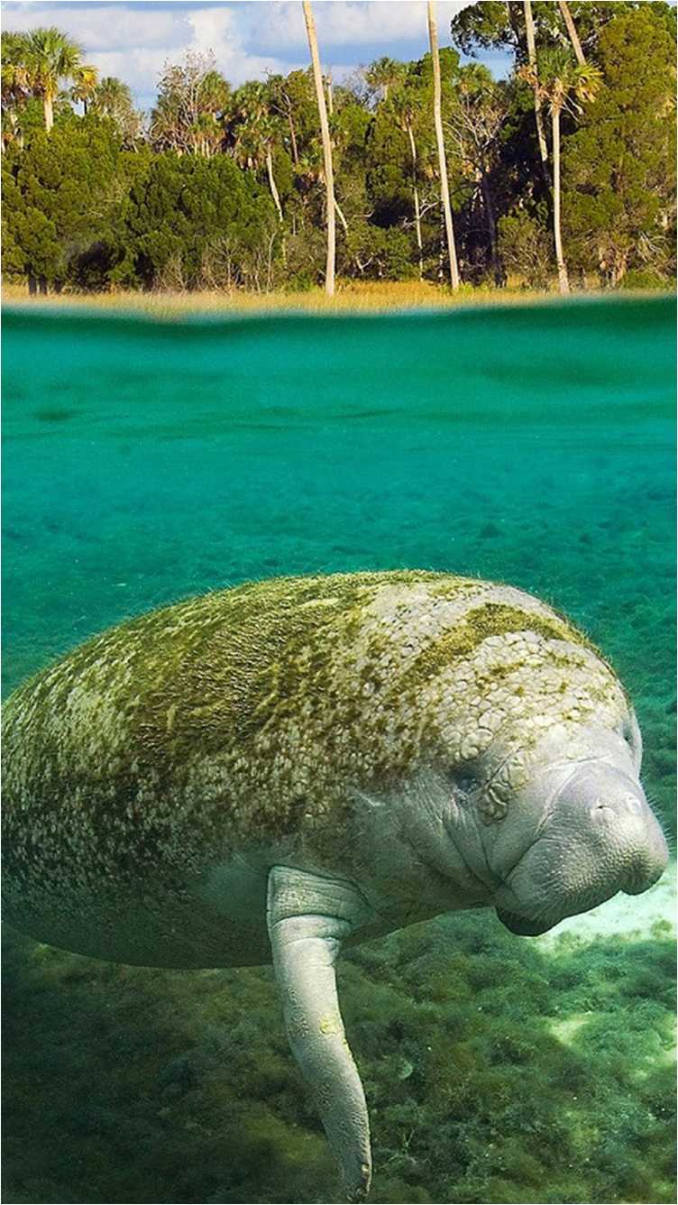 Manatee HD Wallpapers - Top Free Manatee HD Backgrounds - WallpaperAccess