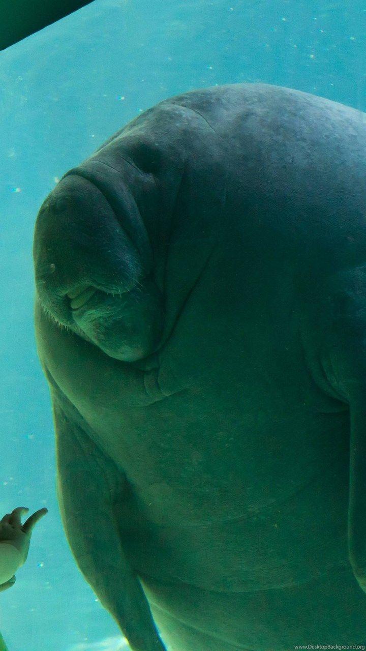Manatee HD Wallpapers - Top Free Manatee HD Backgrounds - WallpaperAccess
