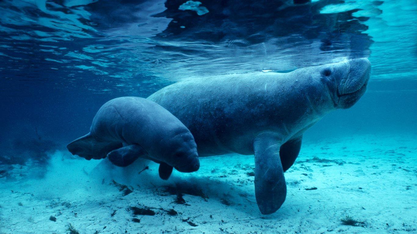 Manatee HD Wallpapers - Top Free Manatee HD Backgrounds - WallpaperAccess