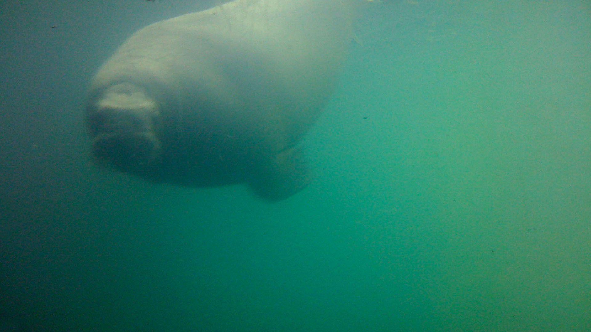 Manatee HD Wallpapers - Top Free Manatee HD Backgrounds - WallpaperAccess