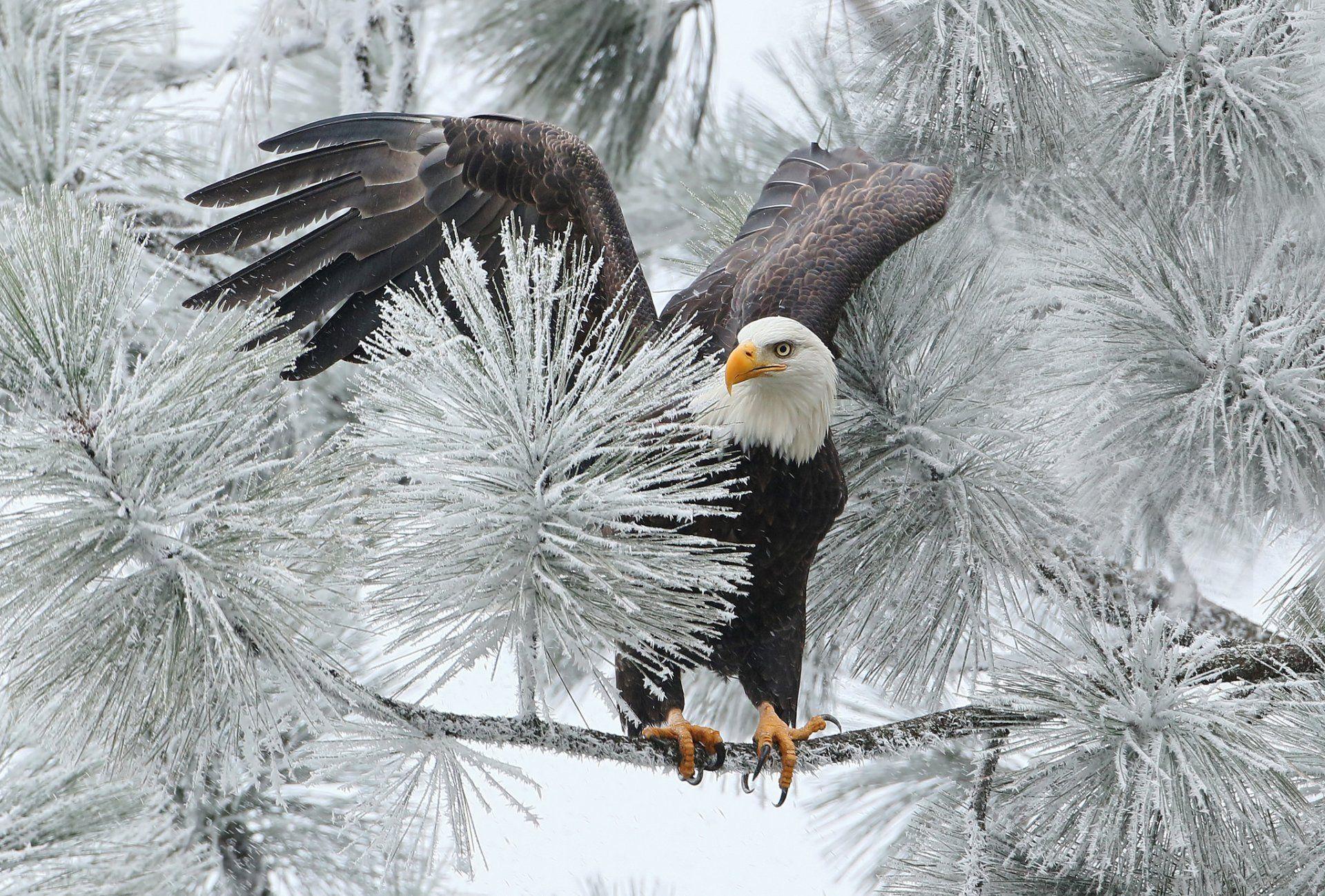 Eagle Winter Wallpapers - Top Free Eagle Winter Backgrounds ...