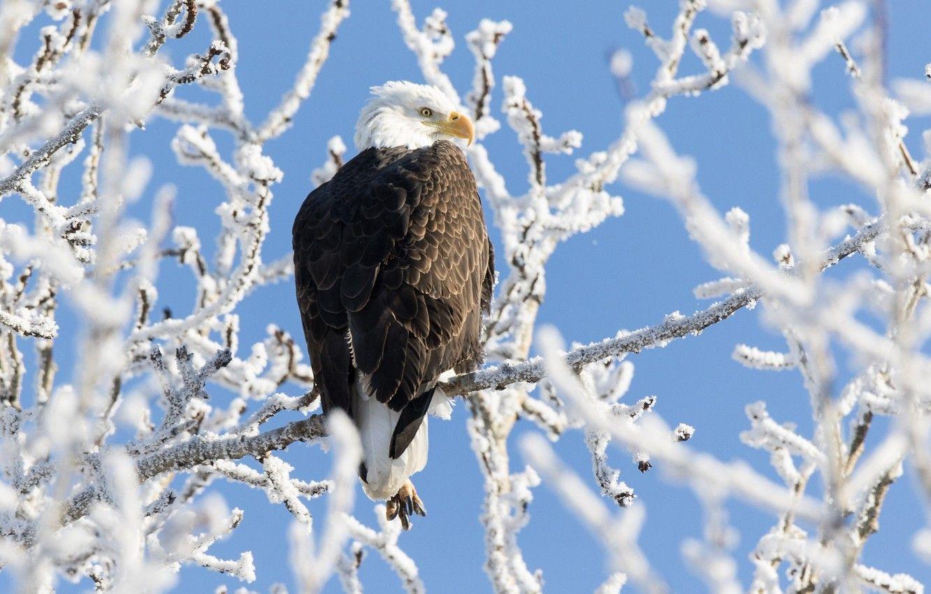 Winter Eagle Wallpapers - Top Free Winter Eagle Backgrounds ...