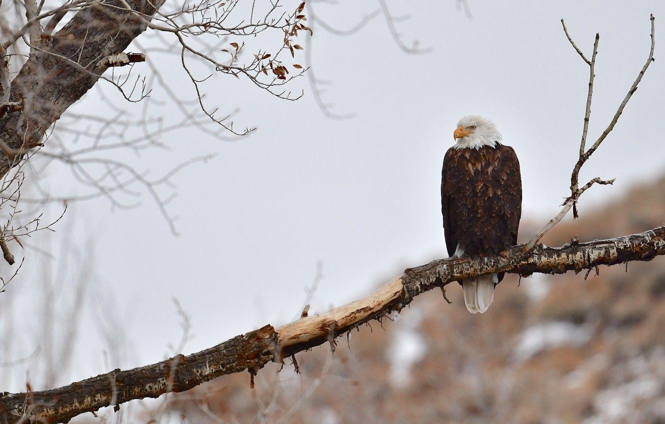 Eagle Winter Wallpapers - Top Free Eagle Winter Backgrounds ...