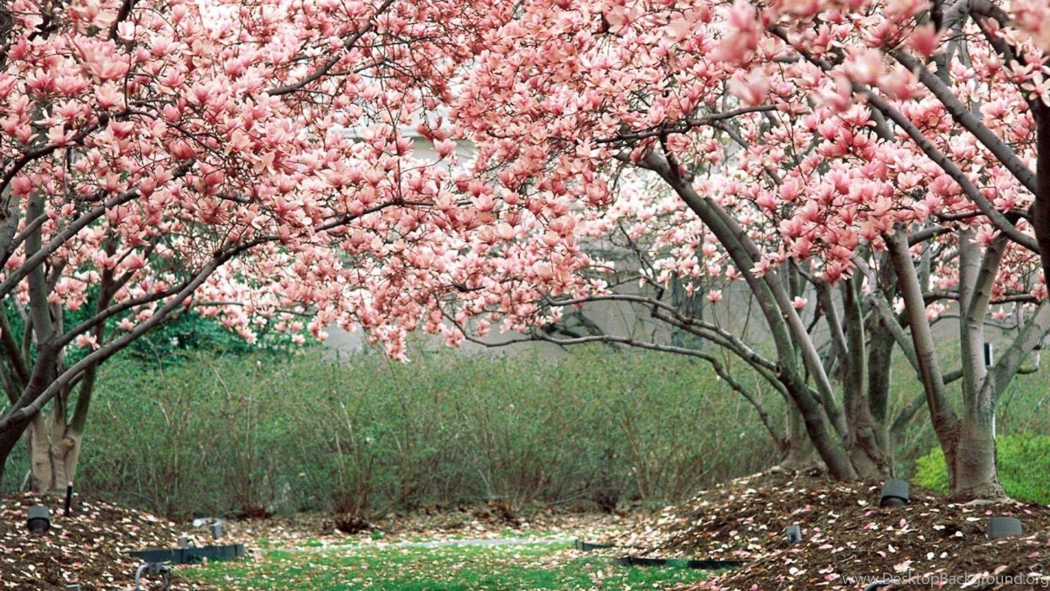 Spring Dual Monitor Wallpapers - Top Free Spring Dual Monitor ...