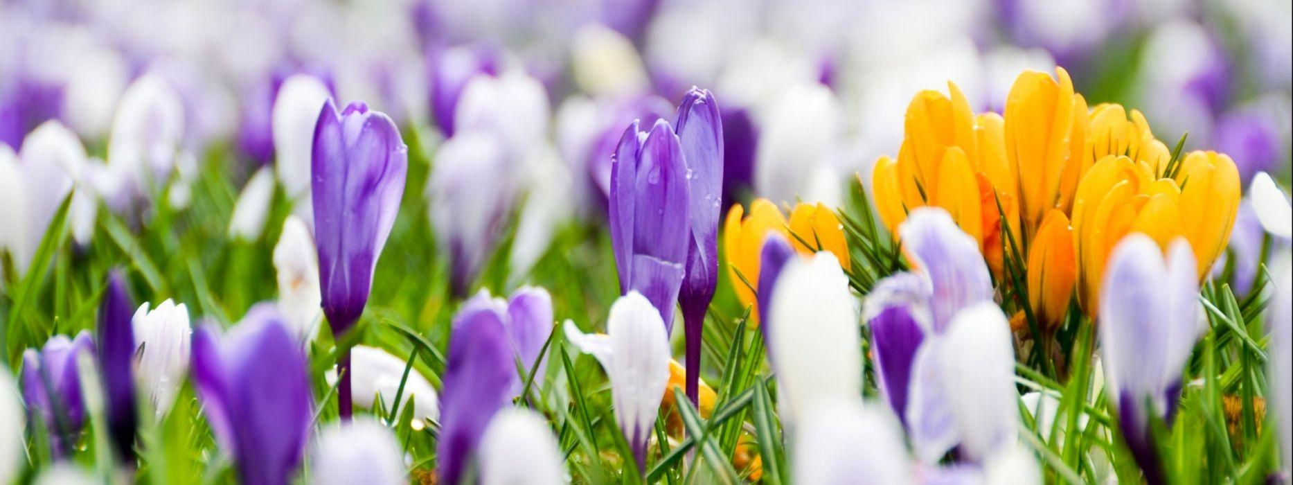 Spring Dual Monitor Wallpapers - Top Free Spring Dual Monitor ...