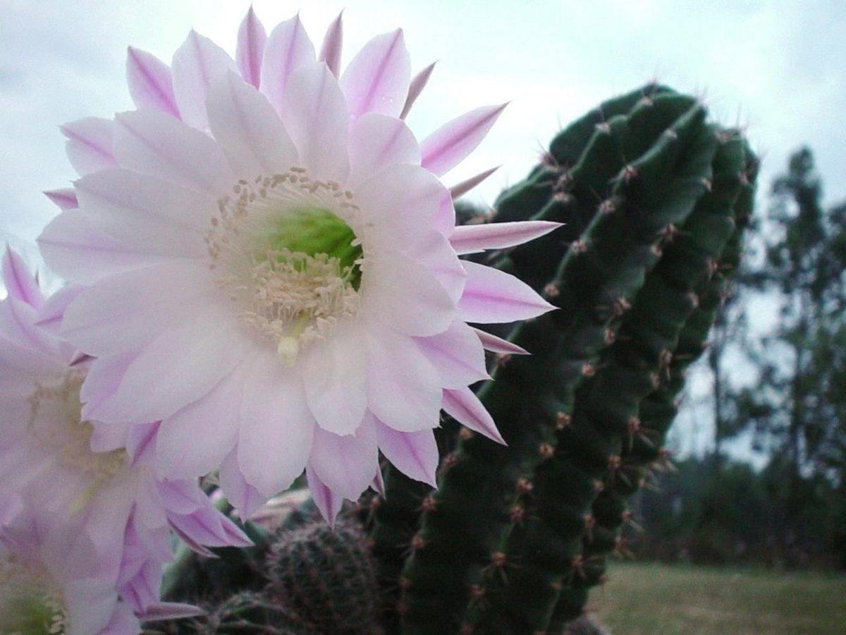 White Cactus Wallpapers - Top Free White Cactus Backgrounds ...