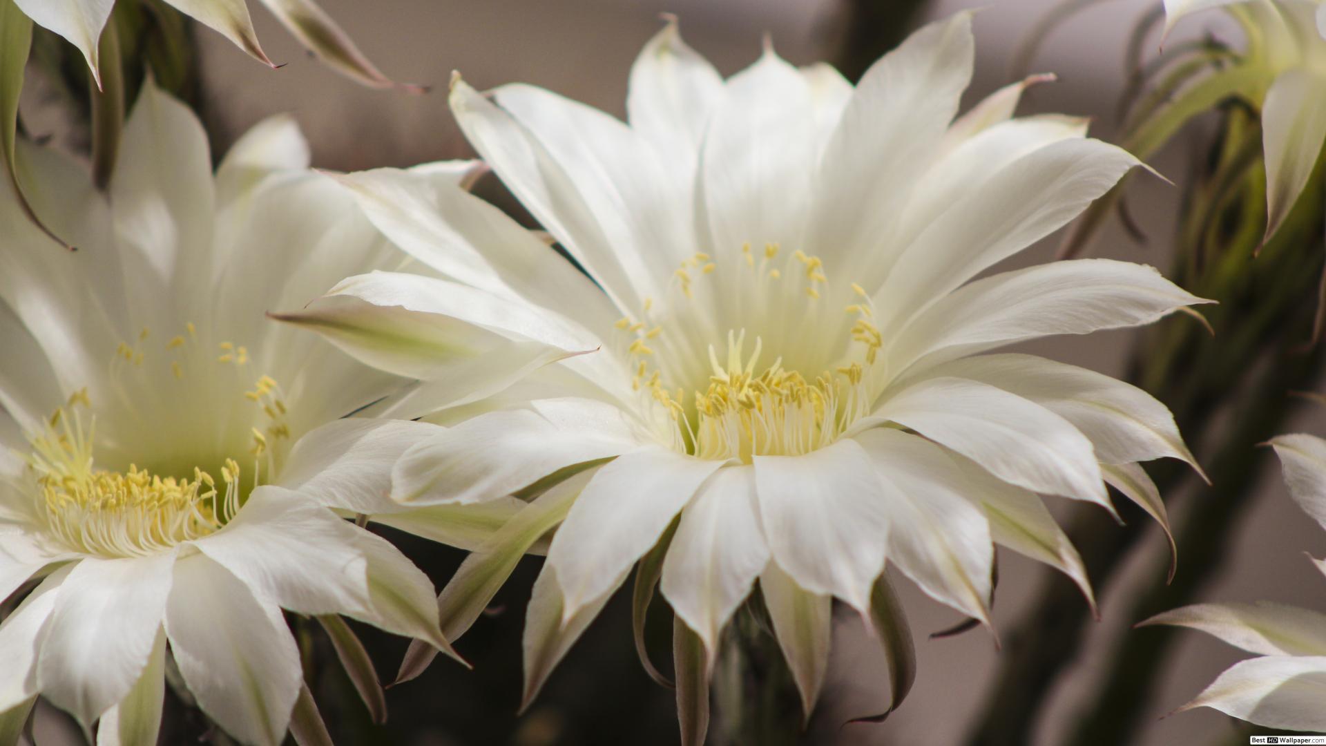 White Cactus Wallpapers - Top Free White Cactus Backgrounds ...