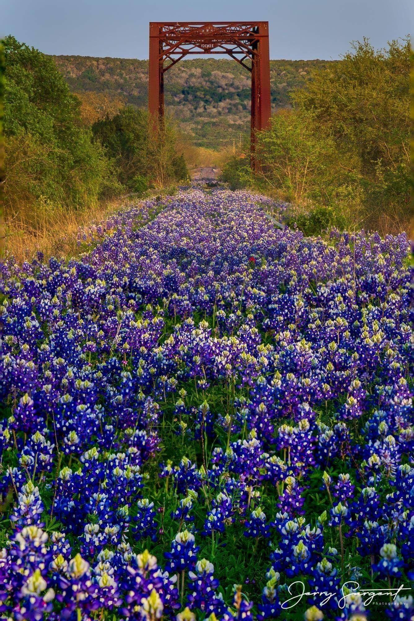 Texas Bluebonnets Wallpapers - Top Free Texas Bluebonnets Backgrounds ...