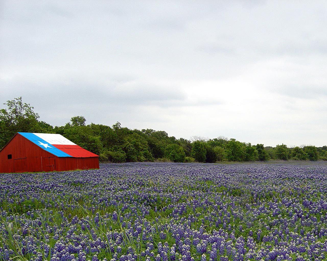 Texas Bluebonnets Wallpapers - Top Free Texas Bluebonnets Backgrounds ...