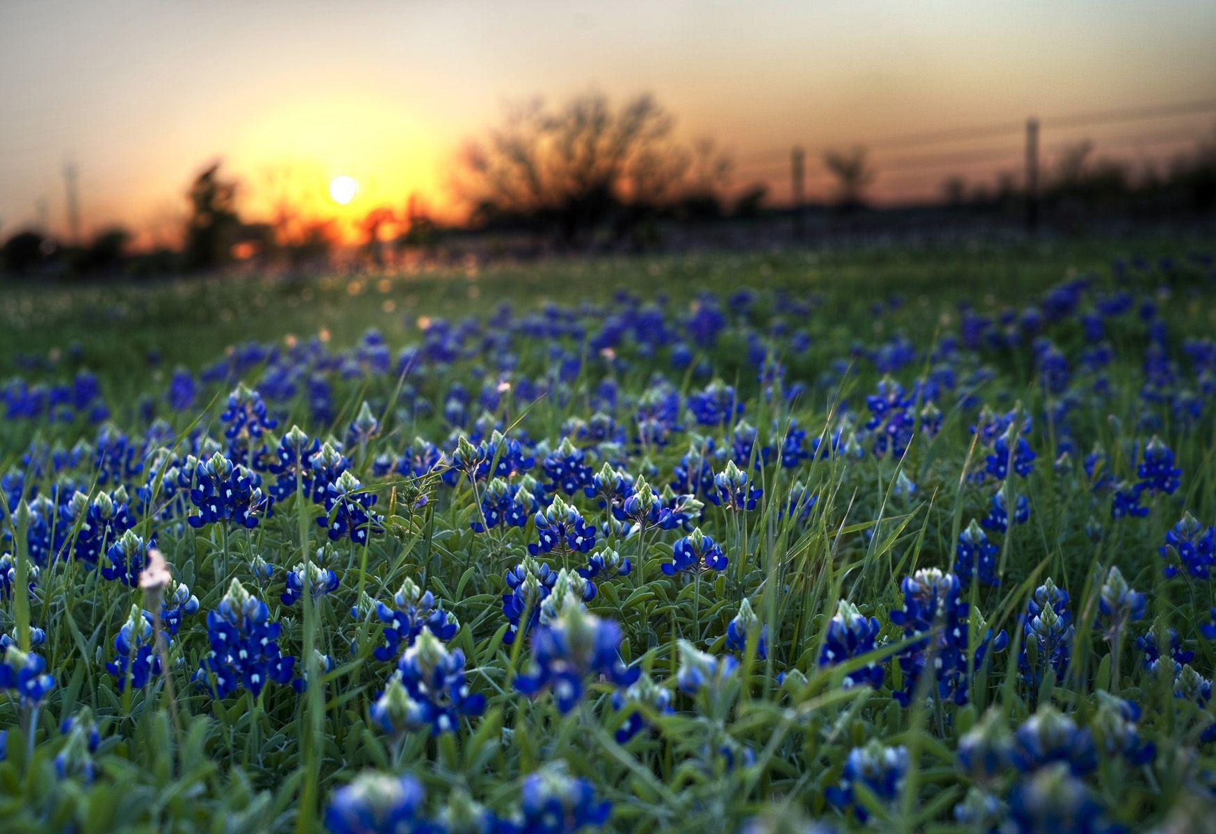 Texas Bluebonnets Wallpapers - Top Free Texas Bluebonnets Backgrounds ...