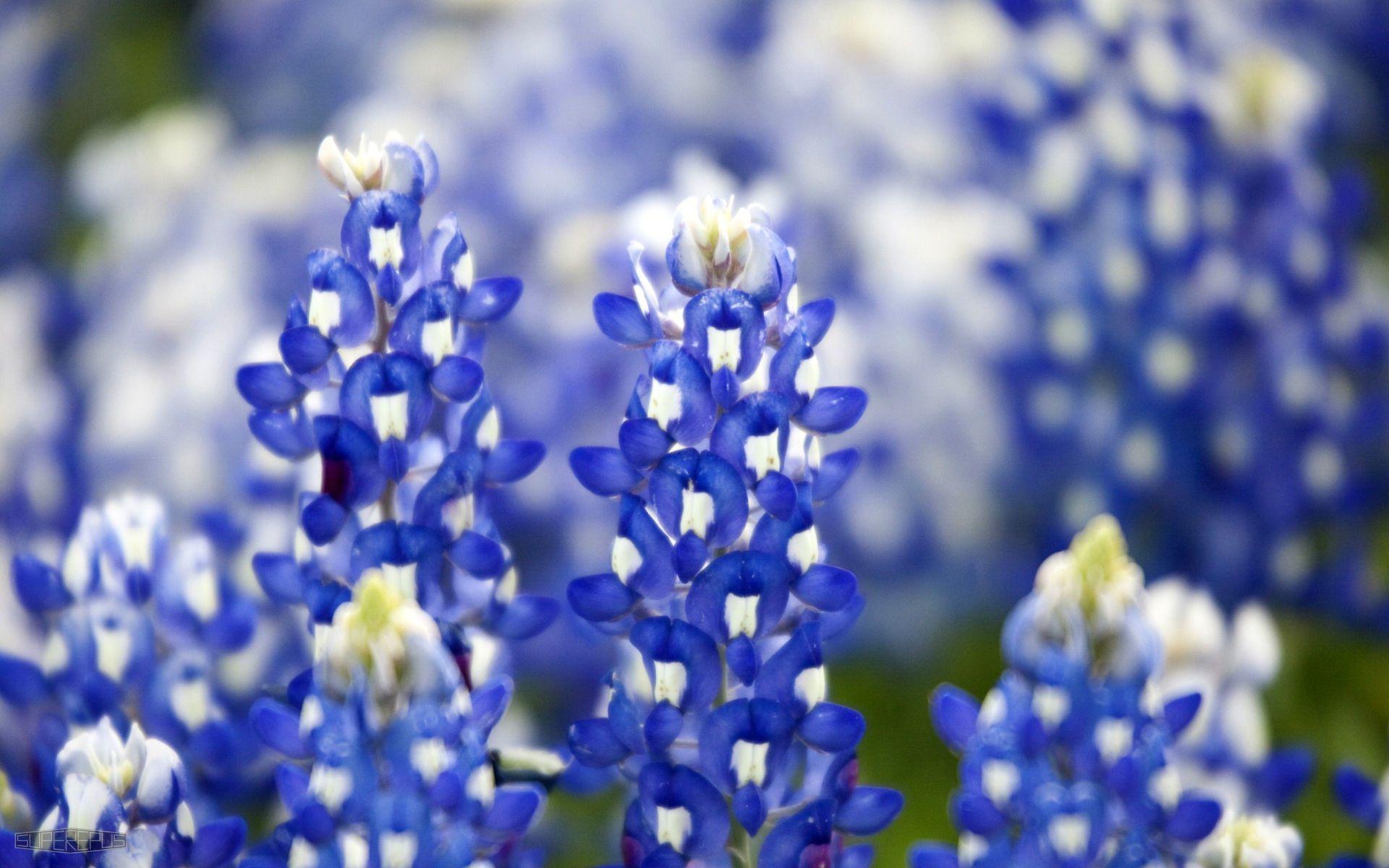 Texas Bluebonnets Wallpapers - Top Free Texas Bluebonnets Backgrounds ...