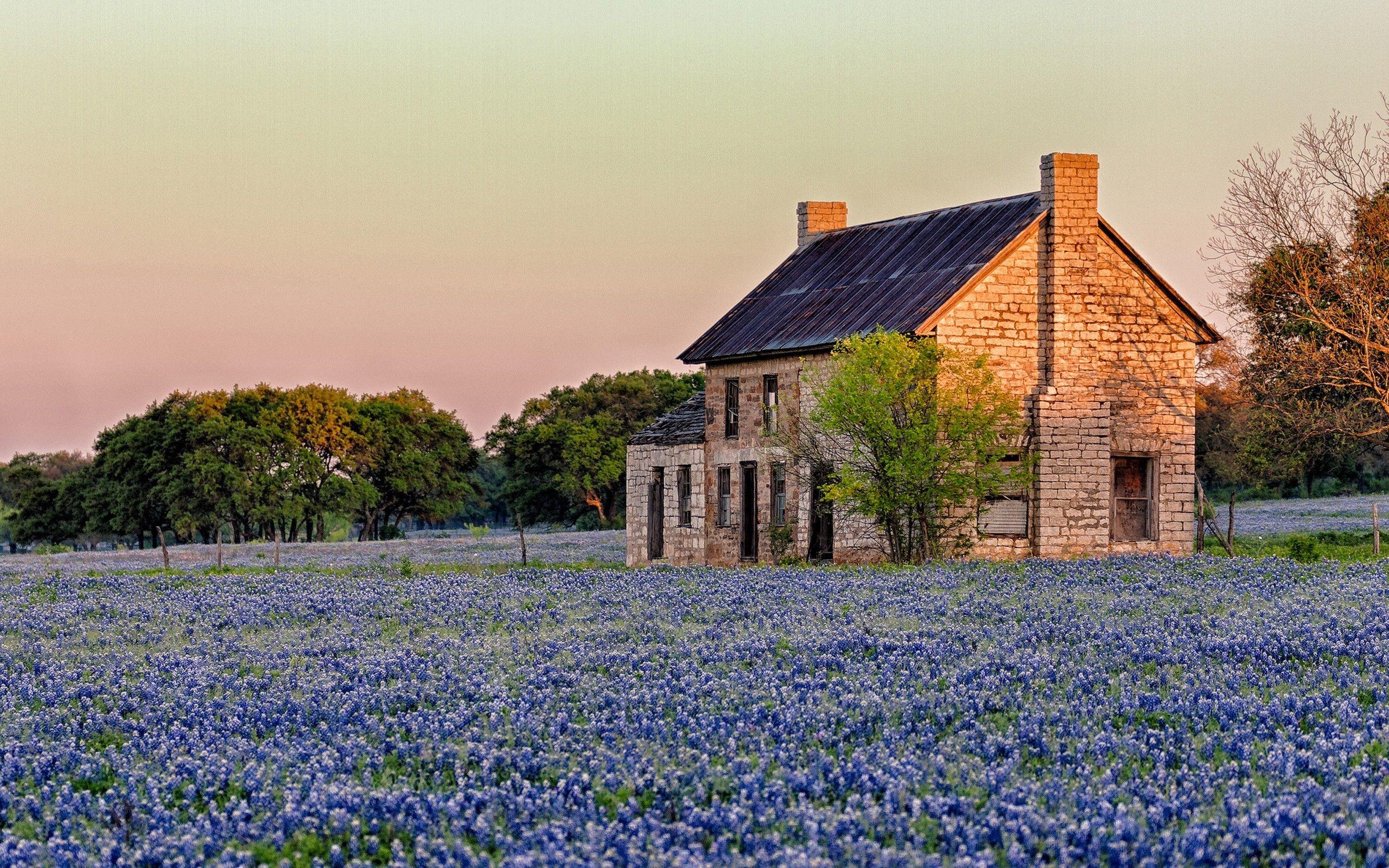 Texas Bluebonnets Wallpapers - Top Free Texas Bluebonnets Backgrounds ...