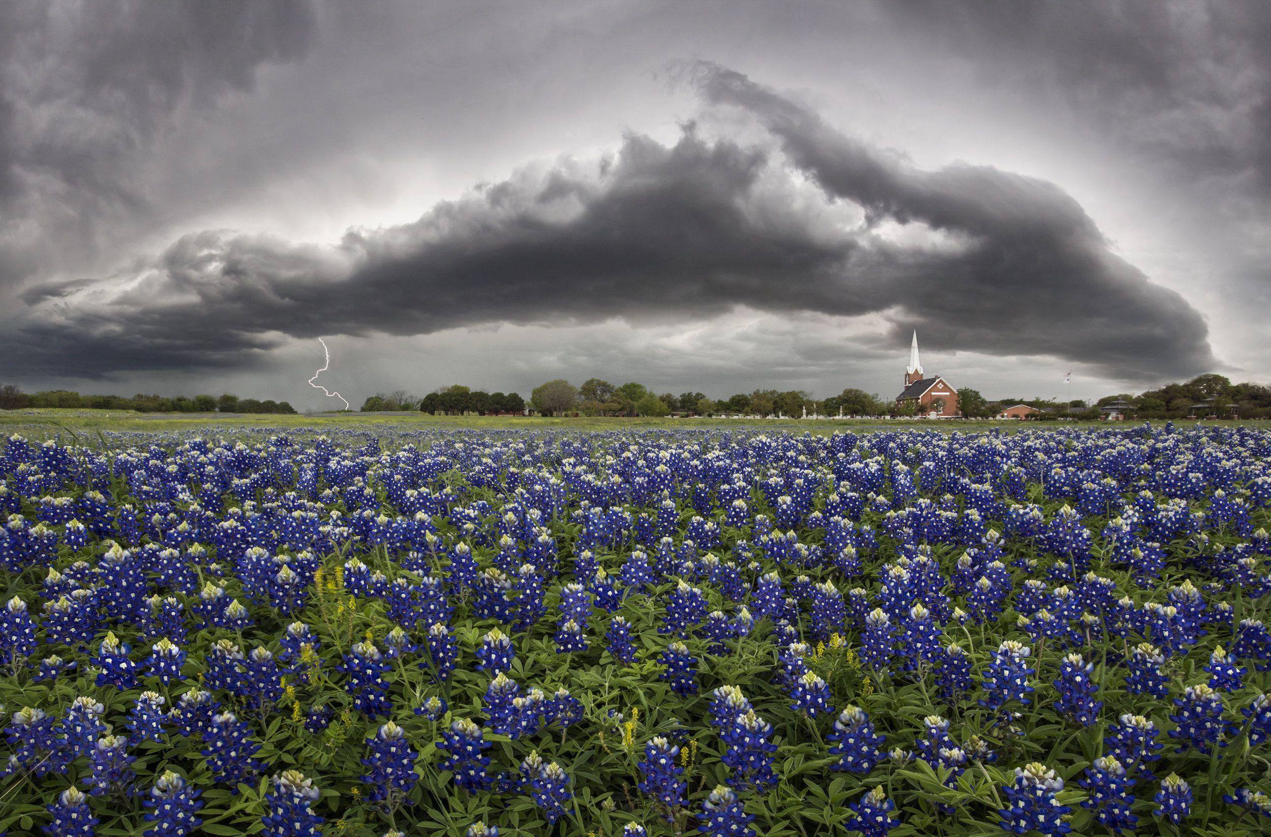 Texas Bluebonnets Wallpapers - Top Free Texas Bluebonnets Backgrounds ...