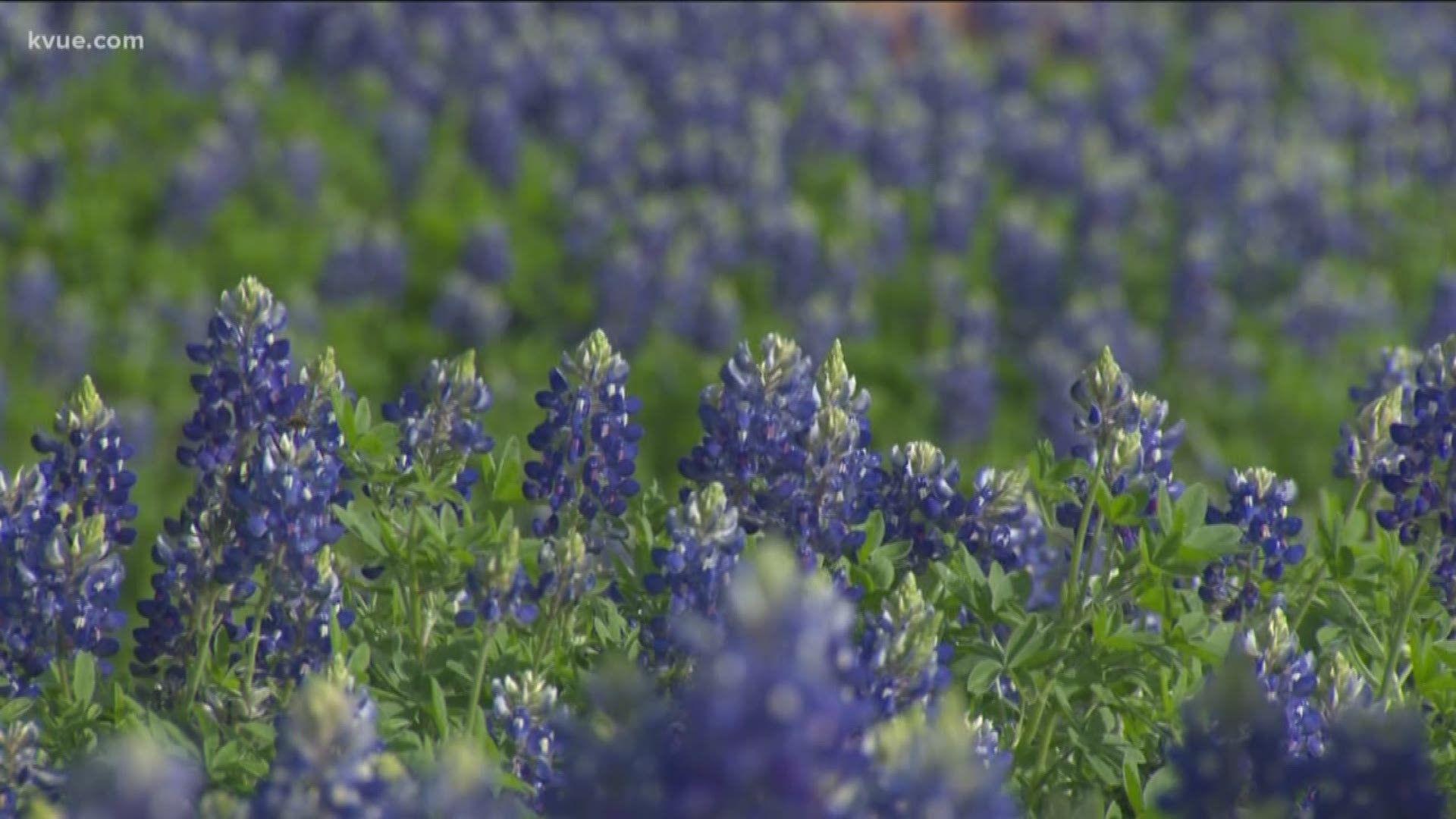 Texas Bluebonnets Wallpapers - Top Free Texas Bluebonnets Backgrounds ...