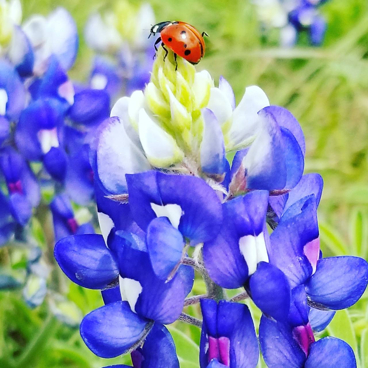 Texas Bluebonnets Wallpapers - Top Free Texas Bluebonnets Backgrounds ...