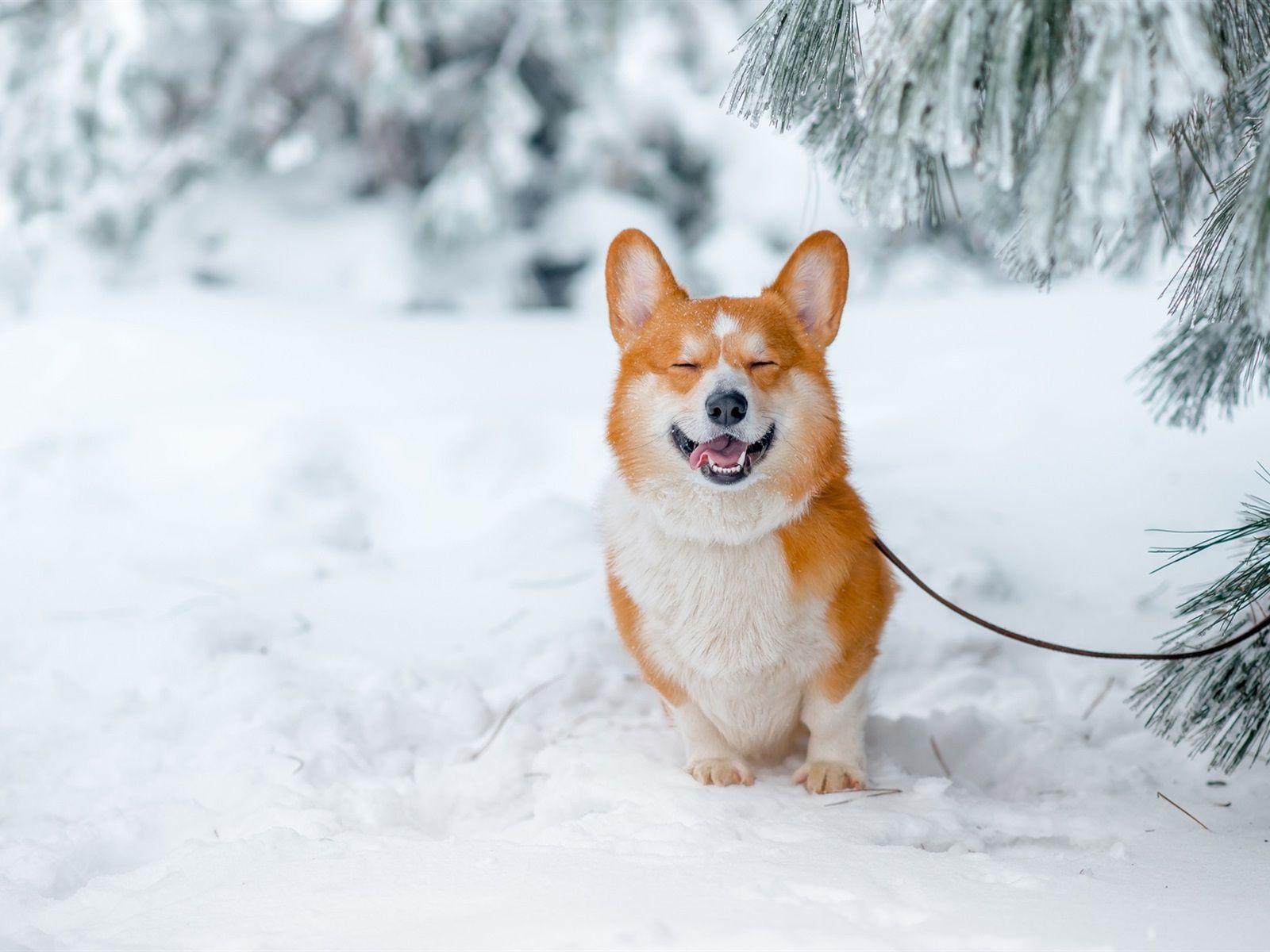 Smiling Dog Wallpapers - Top Free Smiling Dog Backgrounds - WallpaperAccess