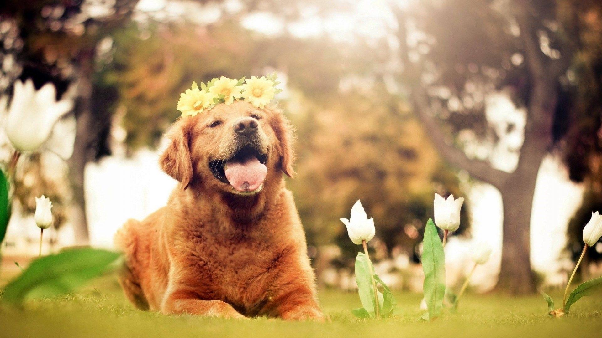 Smiling Dog Wallpapers - Top Free Smiling Dog Backgrounds - WallpaperAccess
