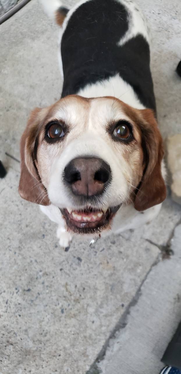 Smiling Dog Wallpapers - Top Free Smiling Dog Backgrounds - WallpaperAccess