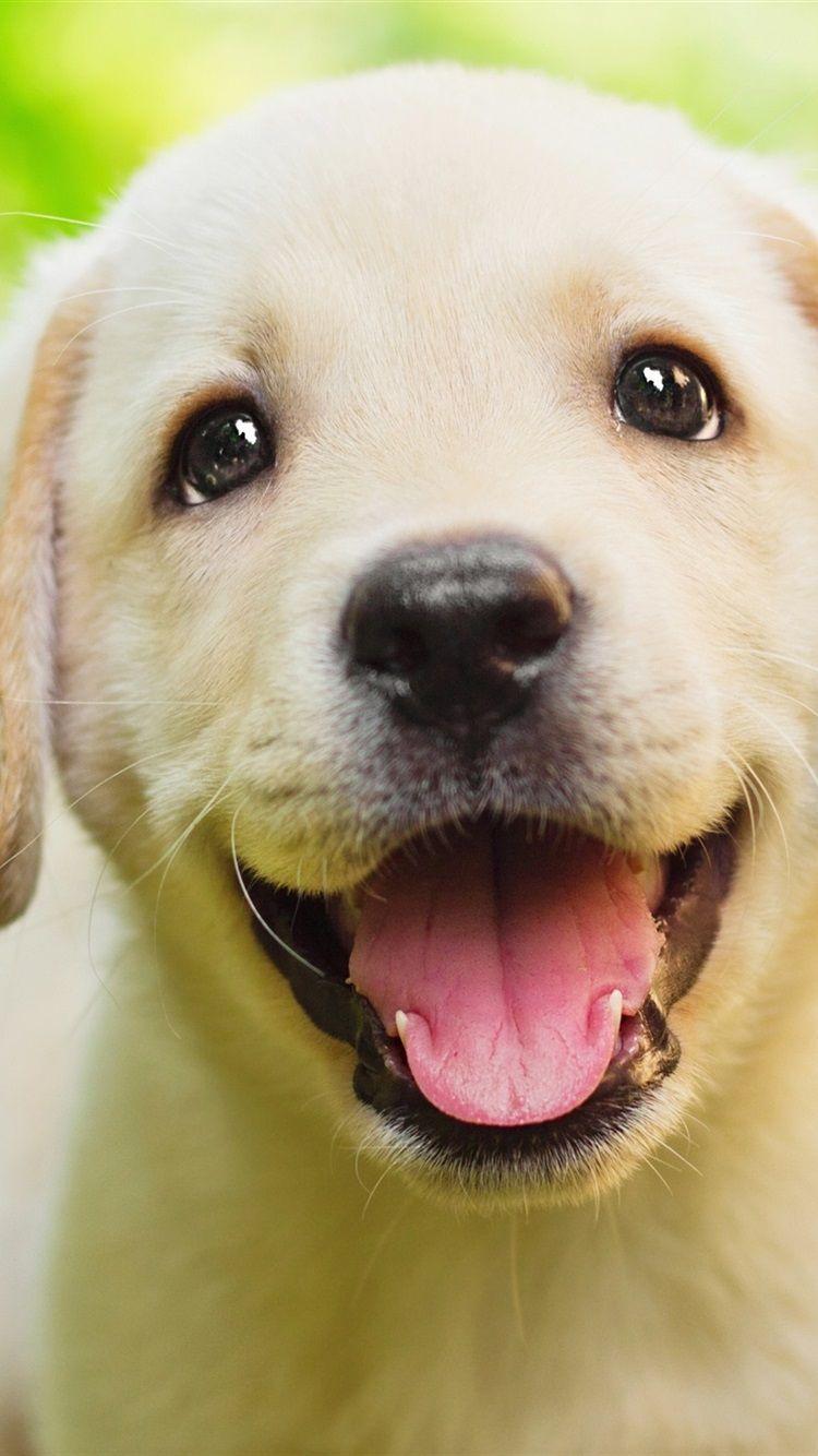 Smiling Dog Wallpapers - Top Free Smiling Dog Backgrounds - WallpaperAccess