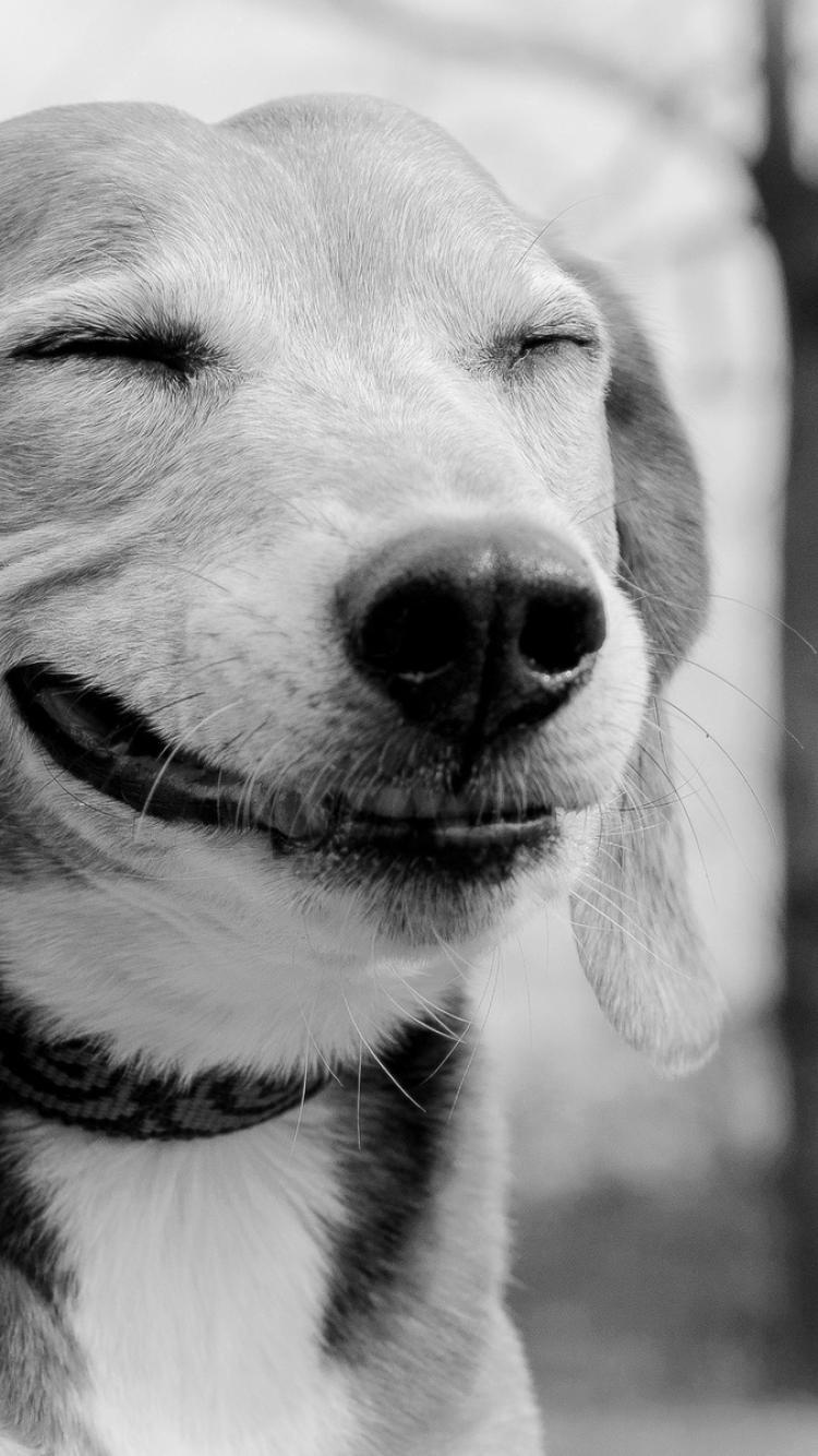Smiling Dog Wallpapers - Top Free Smiling Dog Backgrounds - WallpaperAccess