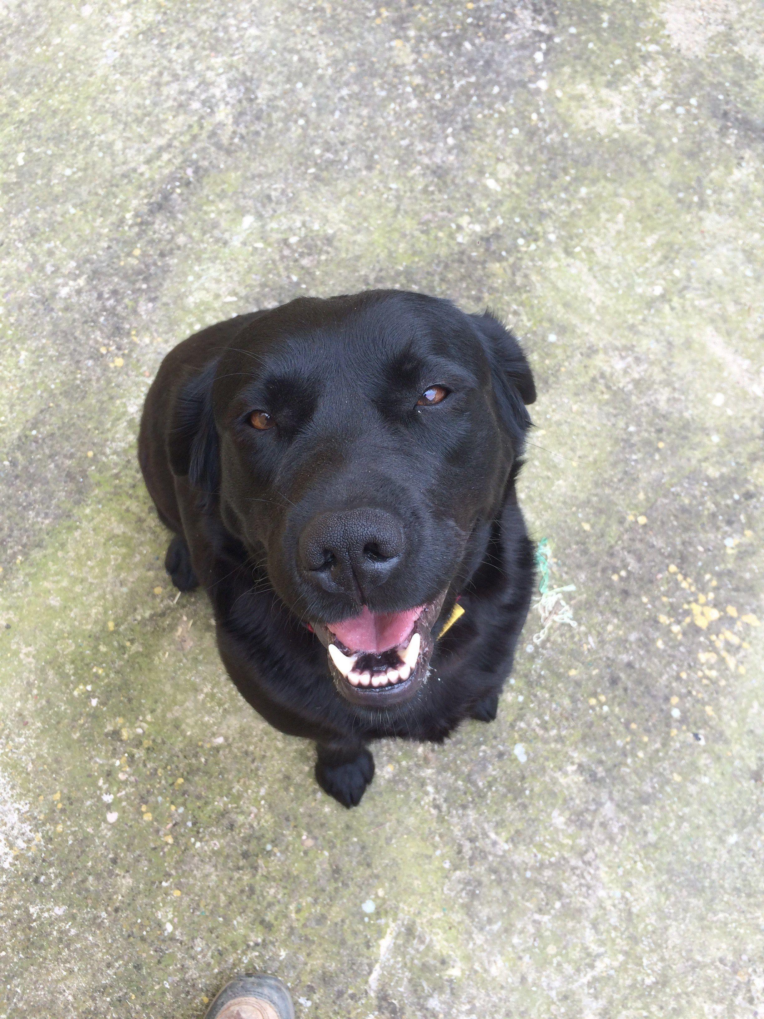 Smiling Dog Wallpapers - Top Free Smiling Dog Backgrounds - WallpaperAccess