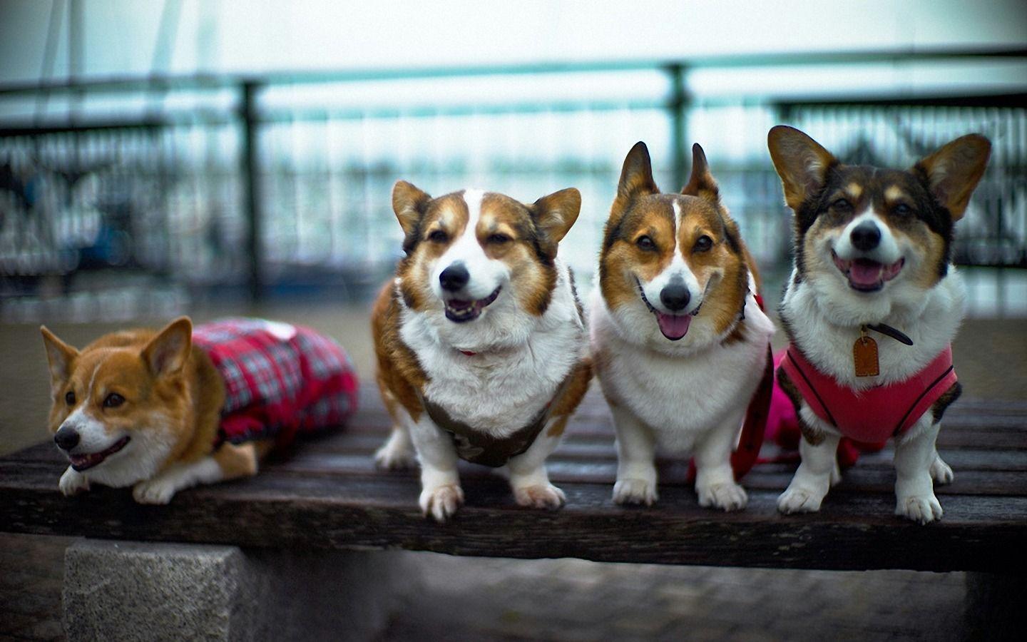 Smiling Dog Wallpapers - Top Free Smiling Dog Backgrounds - WallpaperAccess