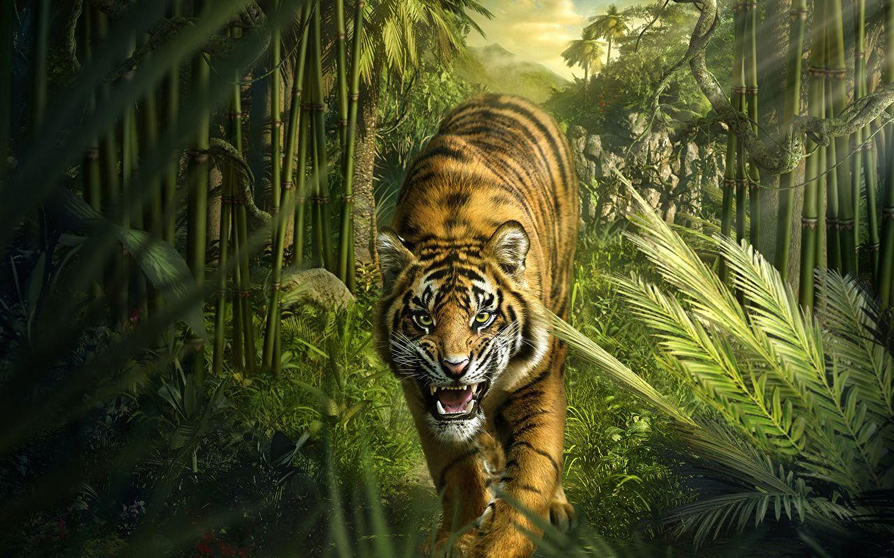 Tiger Forest Wallpapers - Top Free Tiger Forest Backgrounds ...