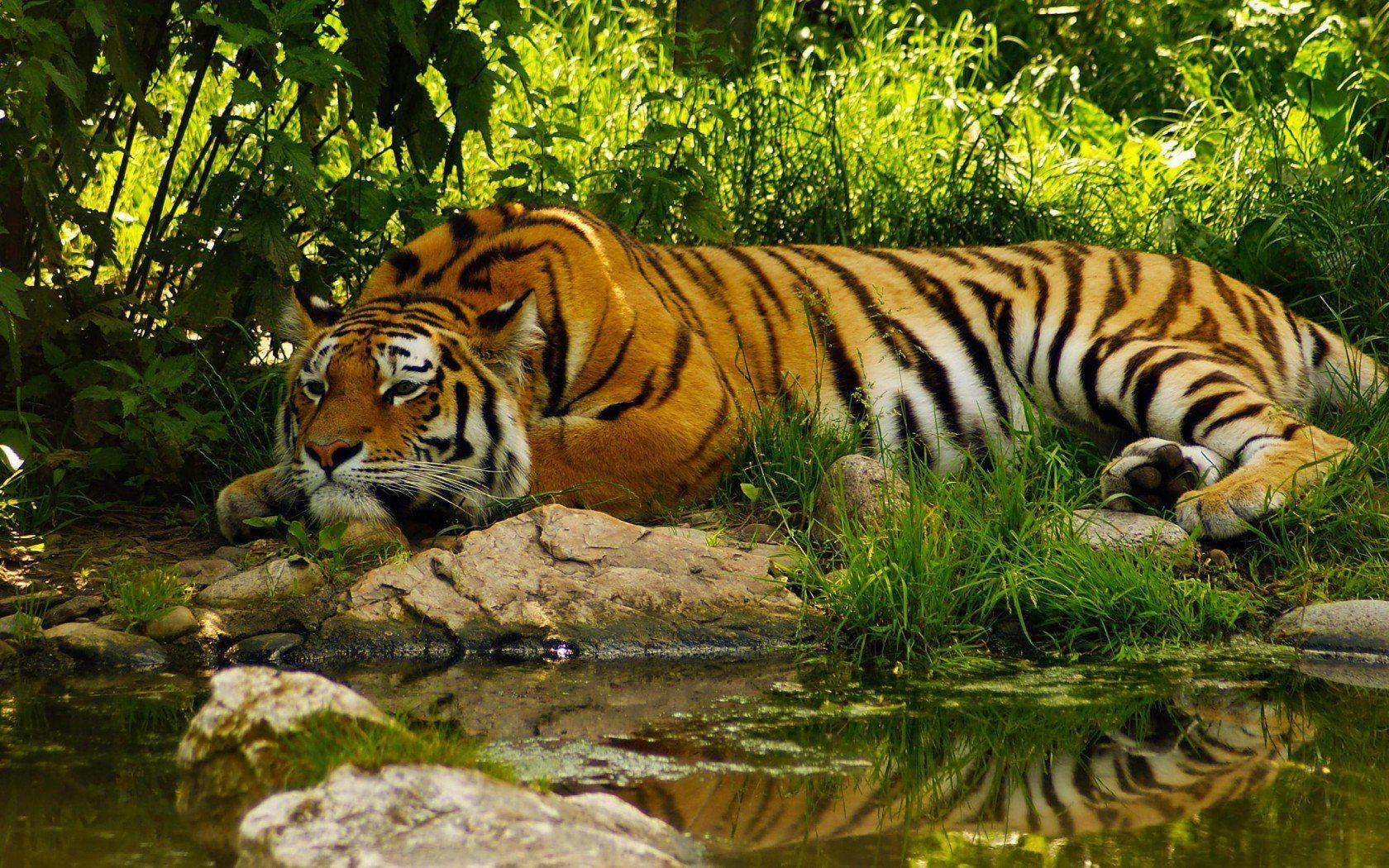 Tiger Forest Wallpapers - Top Free Tiger Forest Backgrounds ...