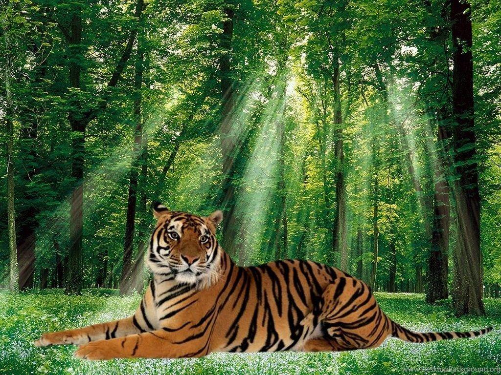 Tiger Forest Wallpapers - Top Free Tiger Forest Backgrounds ...