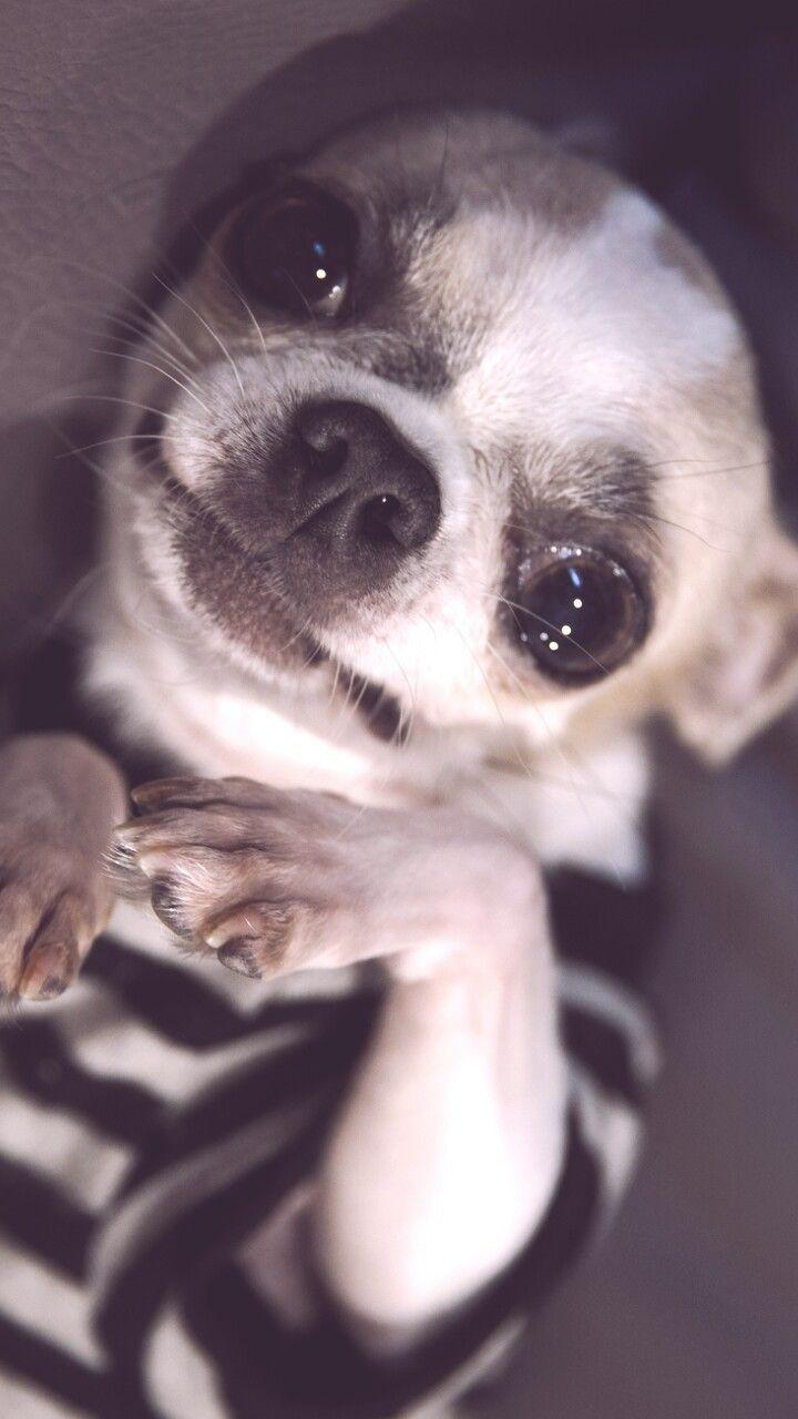 Smiling Dog Wallpapers - Top Free Smiling Dog Backgrounds - WallpaperAccess