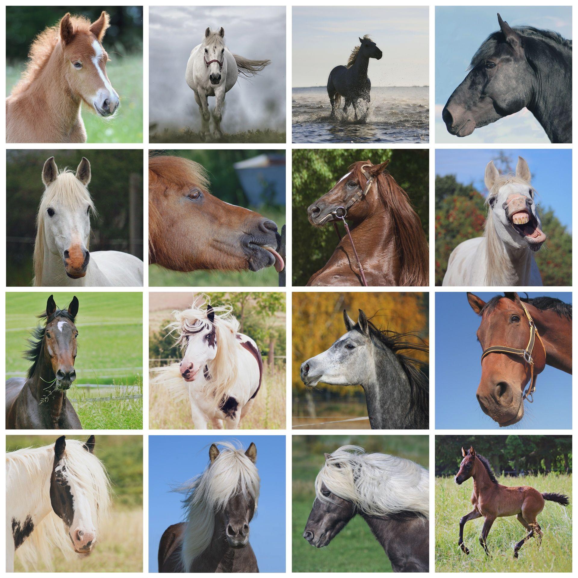Horse Collage Wallpapers - Top Free Horse Collage Backgrounds ...
