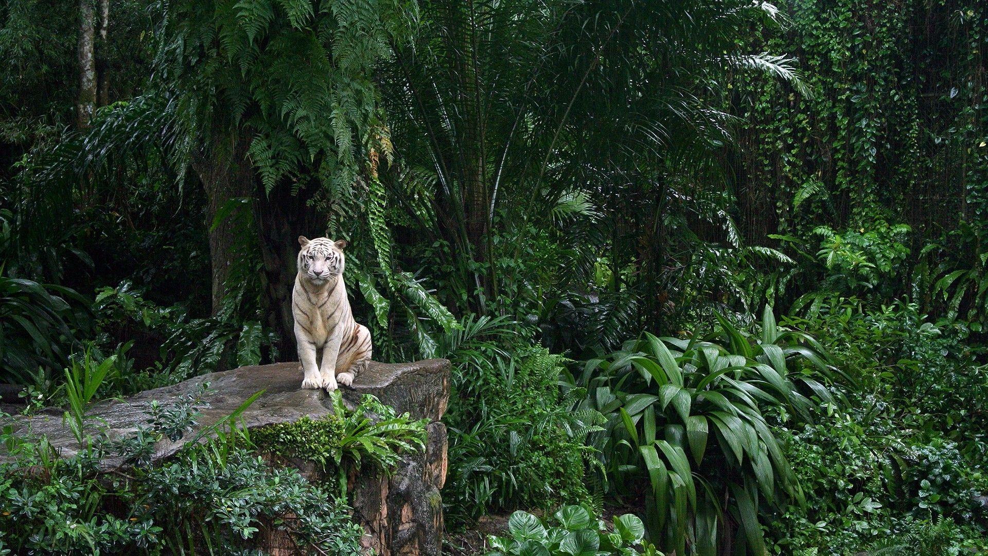 Tiger Forest Wallpapers - Top Free Tiger Forest Backgrounds ...