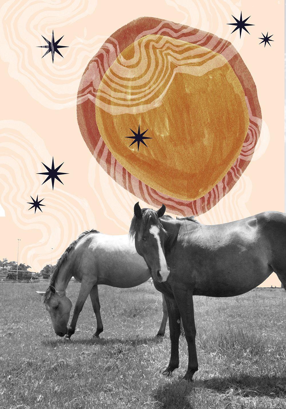 Horse Collage Wallpapers - Top Free Horse Collage Backgrounds ...