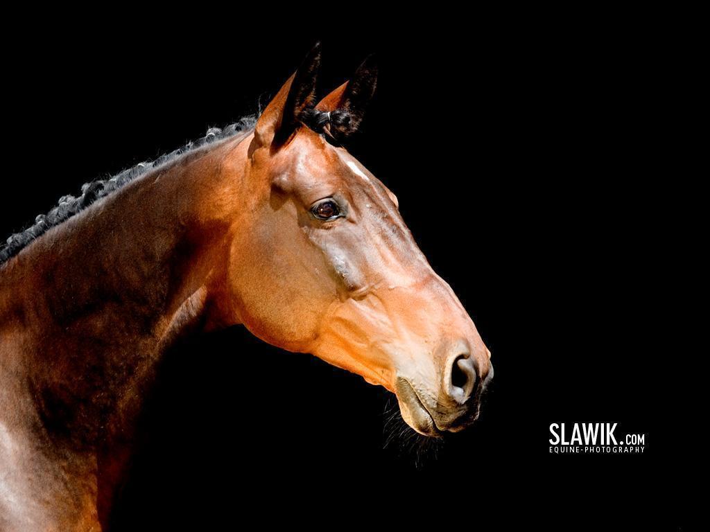 Horse Collage Wallpapers - Top Free Horse Collage Backgrounds ...