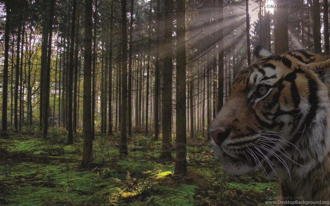 Tiger Forest Wallpapers - Top Free Tiger Forest Backgrounds ...
