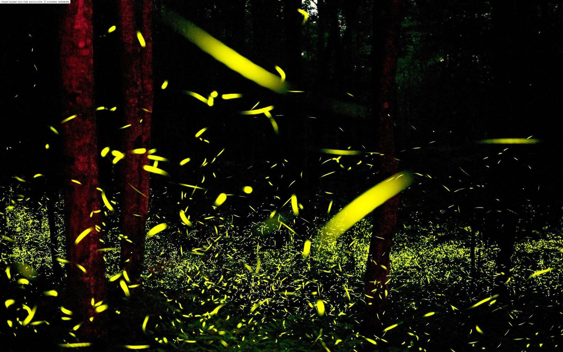 Firefly HD Wallpapers - Top Free Firefly HD Backgrounds - WallpaperAccess