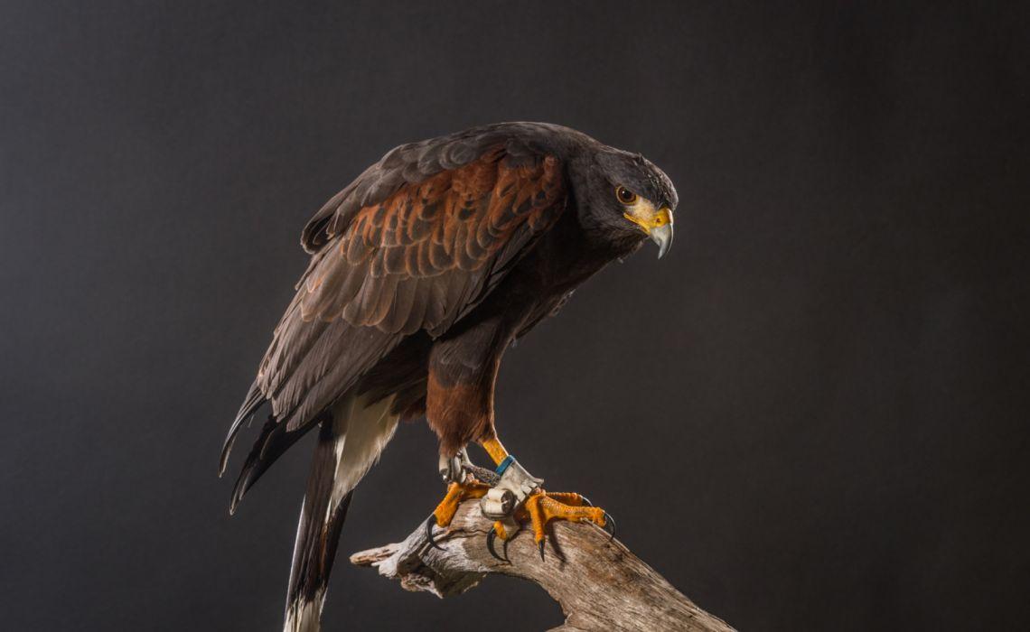 Cool Hawk Wallpapers - Top Free Cool Hawk Backgrounds - WallpaperAccess