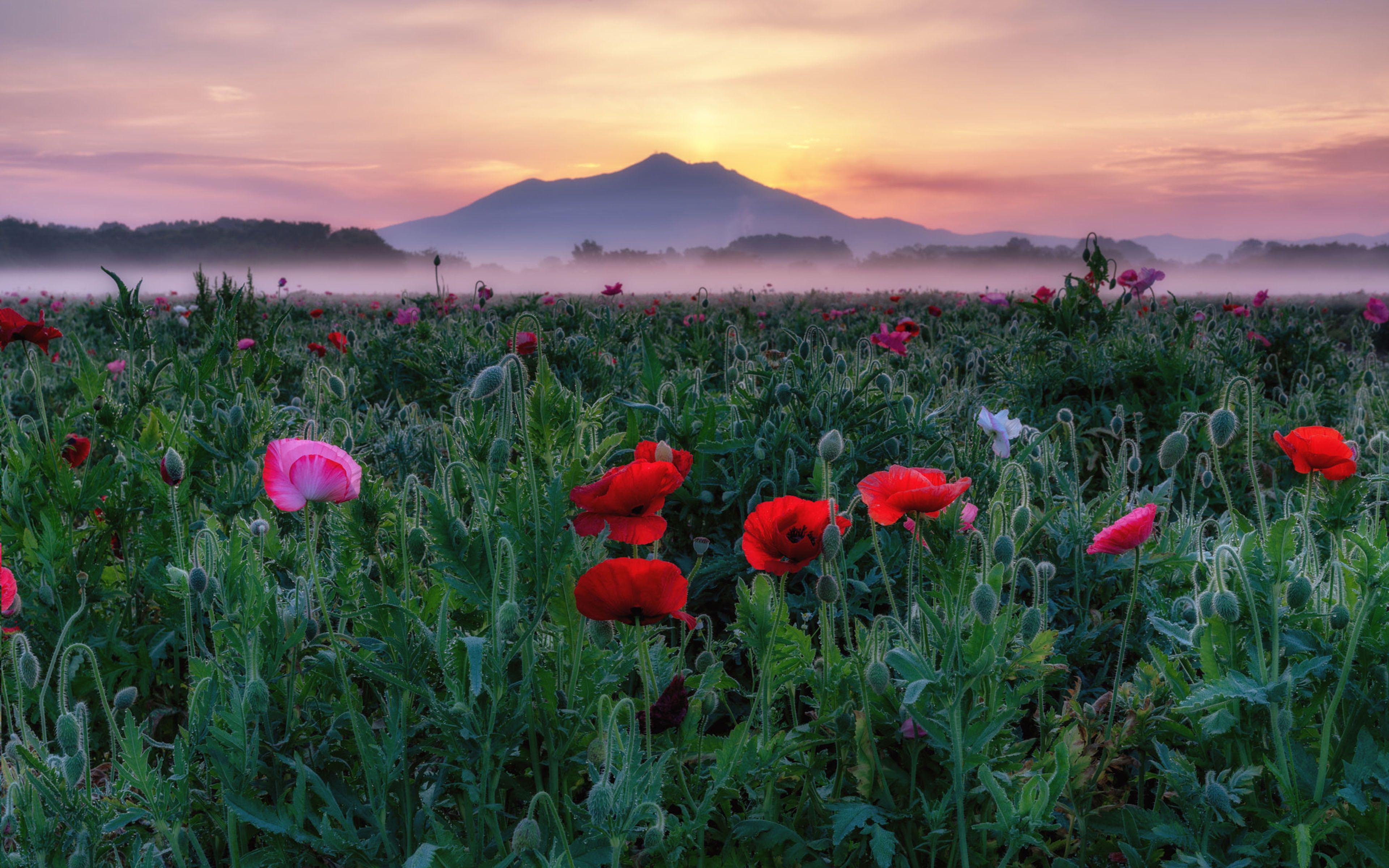 Japan Sunrise Wallpapers - Top Free Japan Sunrise Backgrounds ...